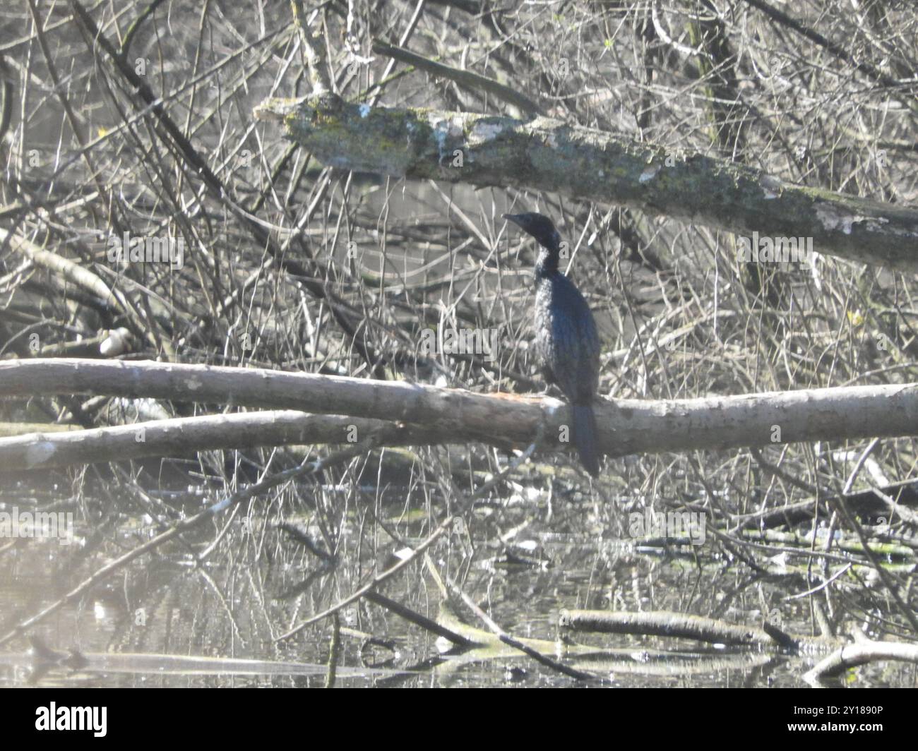 Pygmy Cormorant (Microcarbo pygmaeus) Aves Stock Photo - Alamy