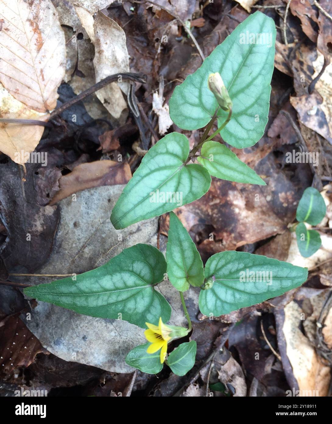 Halberd-leaved violet (Viola hastata) Plantae Stock Photo - Alamy