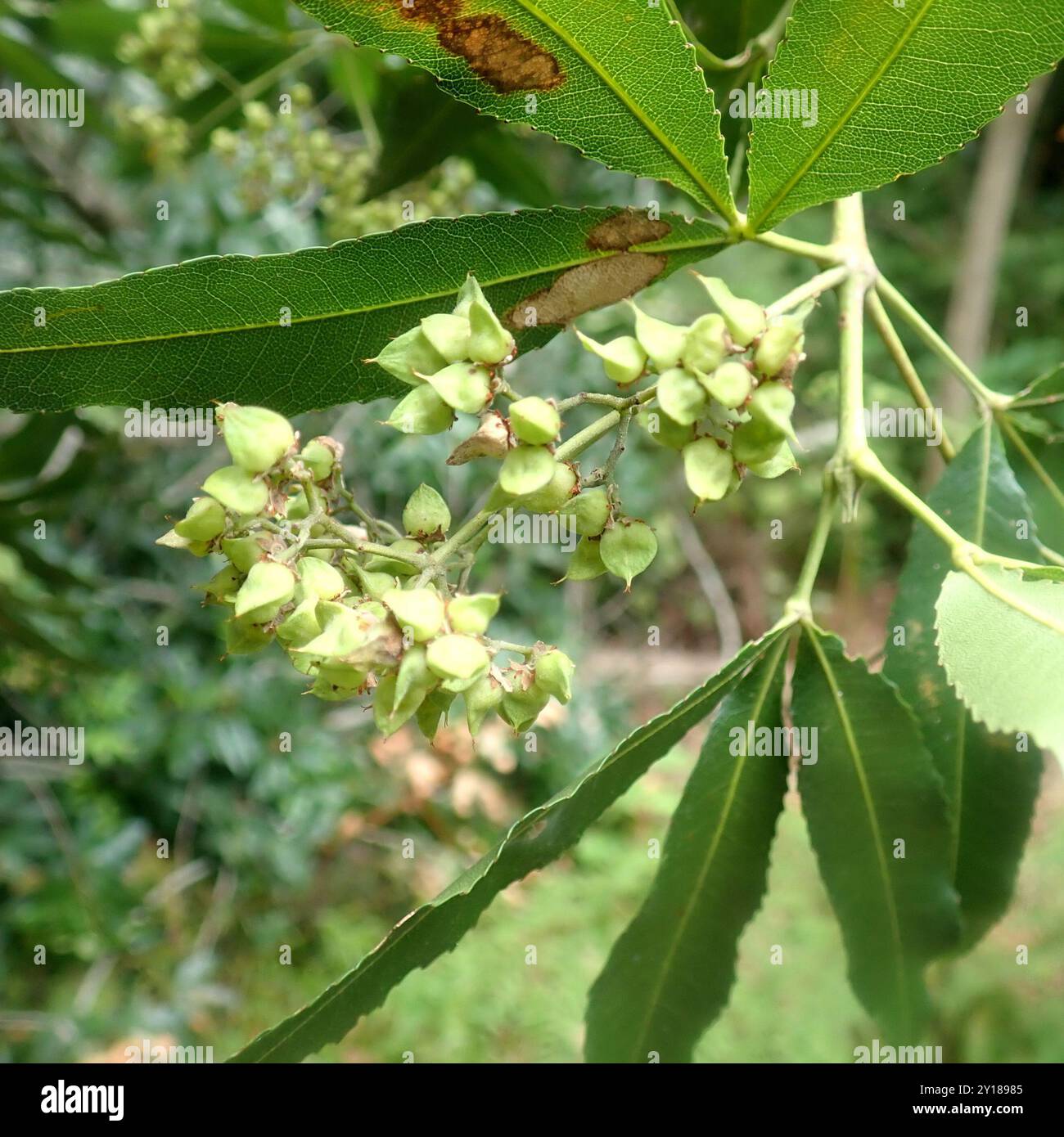 Witels (Platylophus trifoliatus) Plantae Stock Photo - Alamy