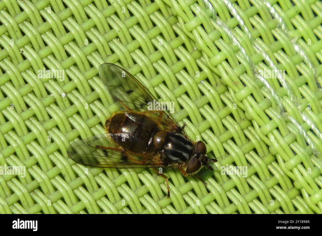 Copperback Flies (Ferdinandea) Insecta Stock Photo - Alamy