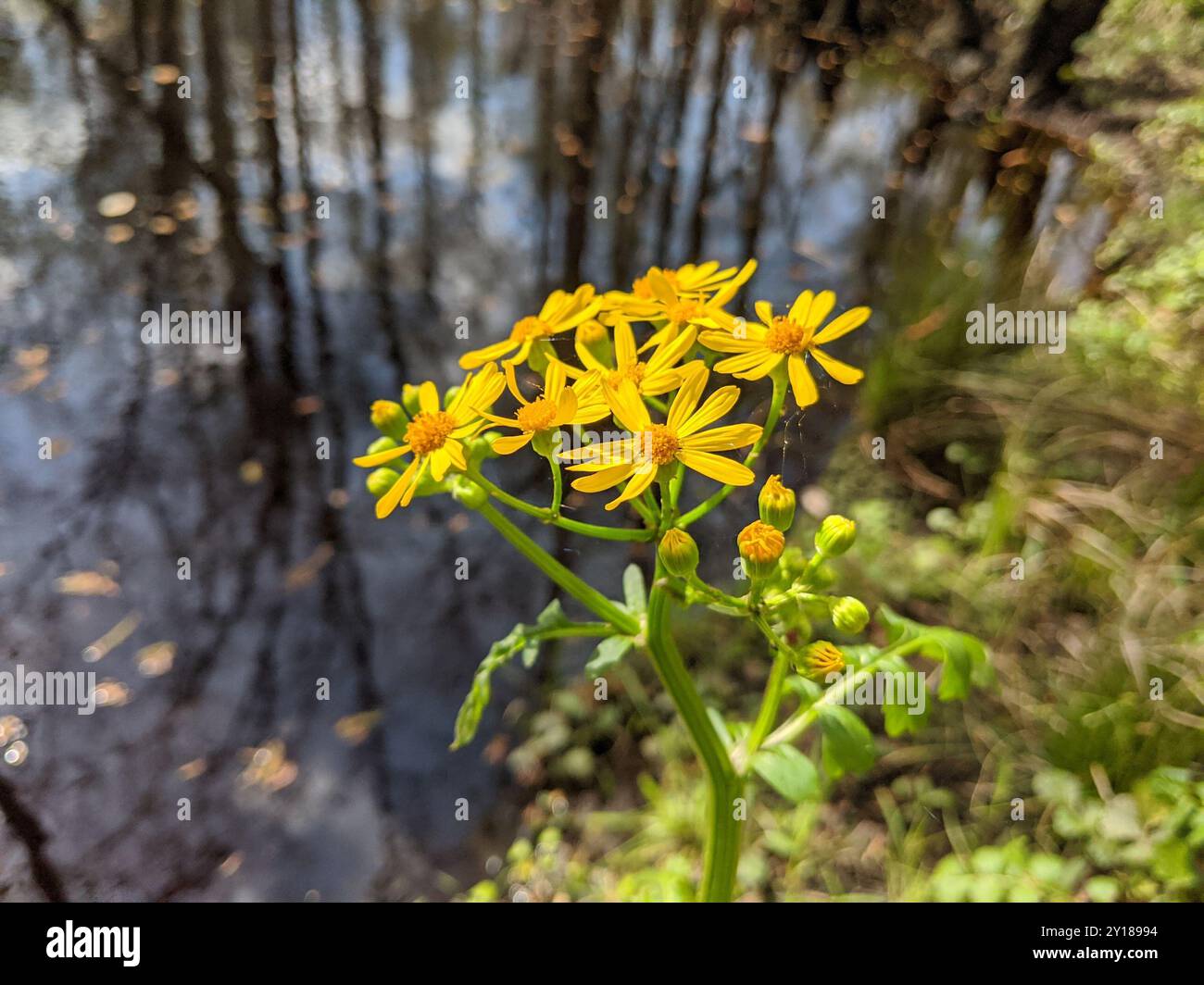 Butterweed (Packera glabella) Plantae Stock Photo - Alamy