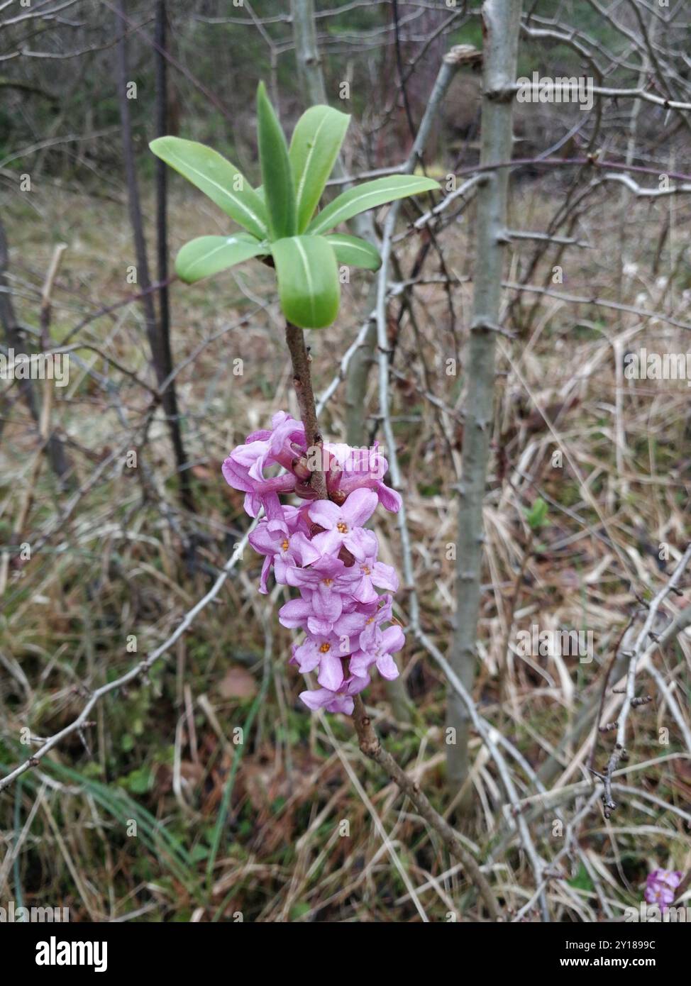 Mezereon (Daphne mezereum) Plantae Stock Photo - Alamy