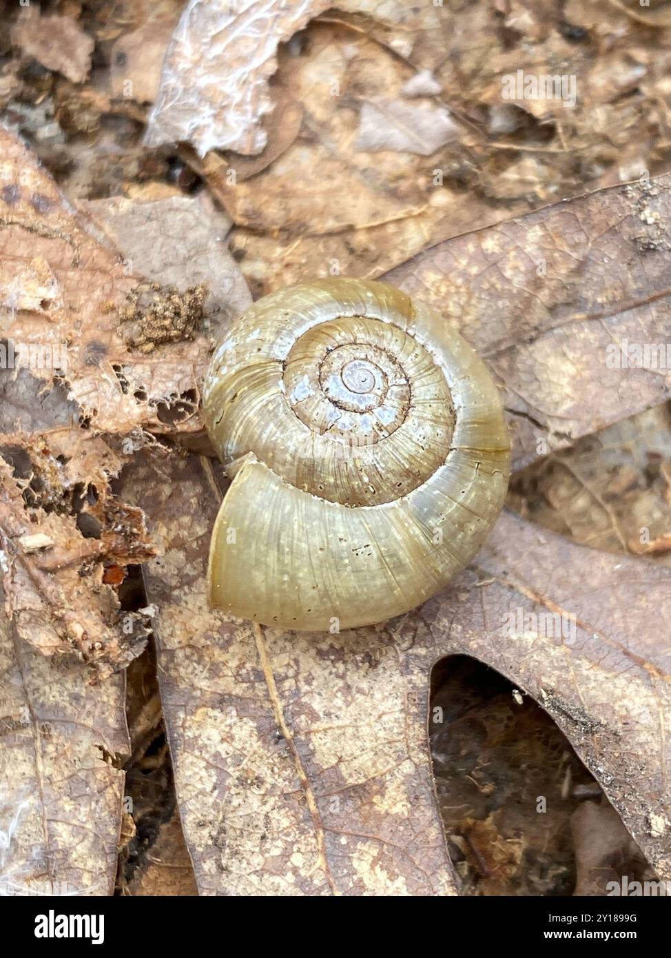 Gray-foot Lancetooth Snail (Haplotrema concavum) Mollusca Stock Photo - Alamy