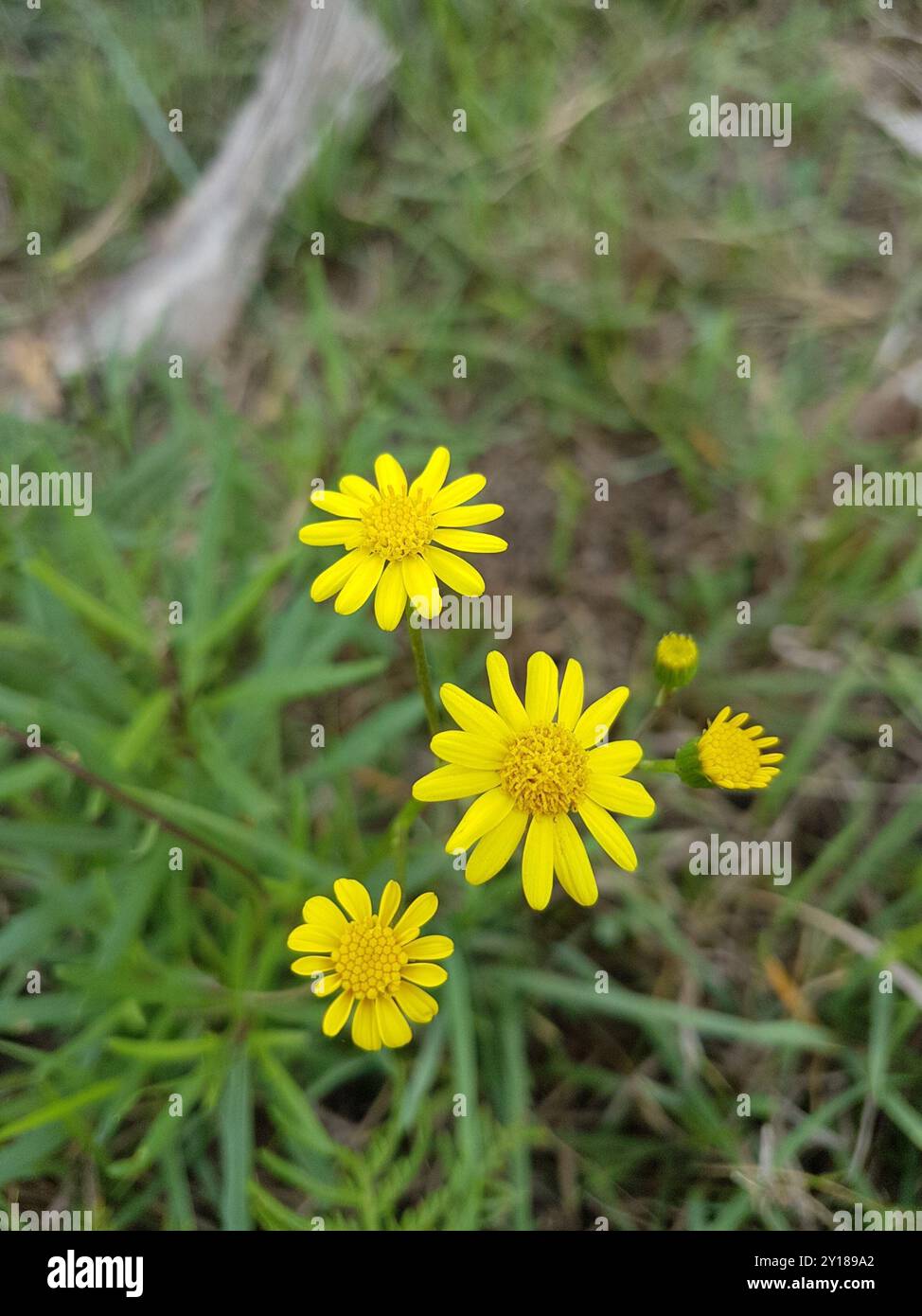 Madagascar Ragwort (Senecio madagascariensis) Plantae Stock Photo - Alamy