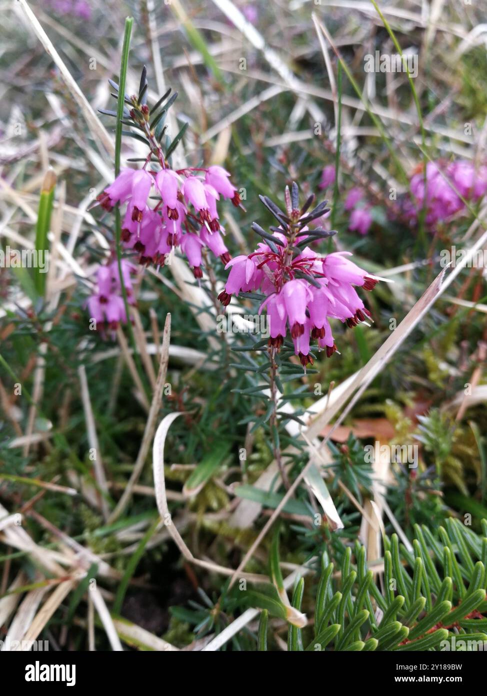Spring Heath (Erica carnea) Plantae Stock Photo - Alamy