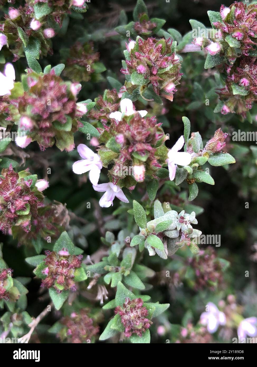 common thyme (Thymus vulgaris) Plantae Stock Photo - Alamy