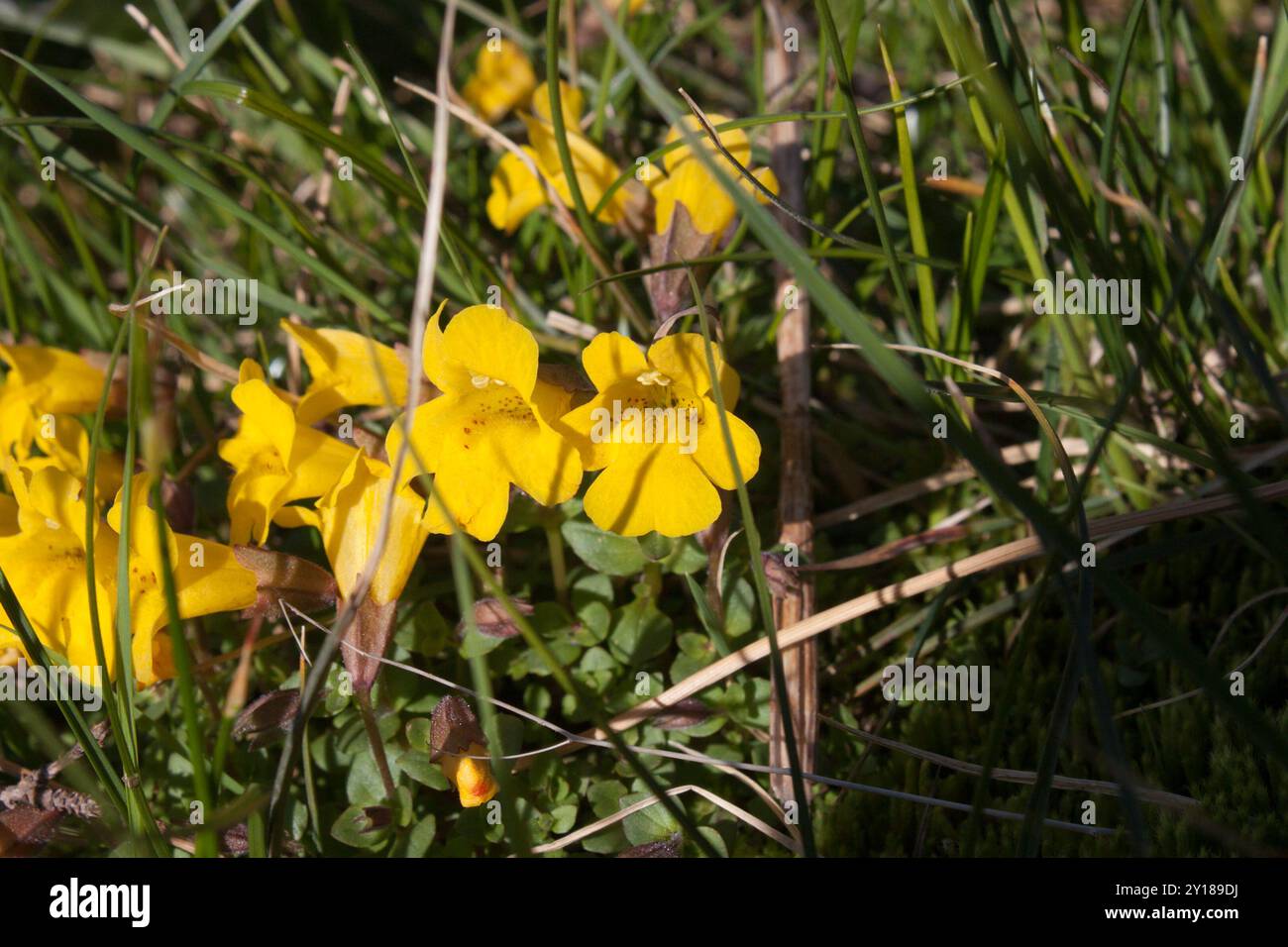 Subalpine Monkeyflower (Erythranthe caespitosa) Plantae Stock Photo - Alamy