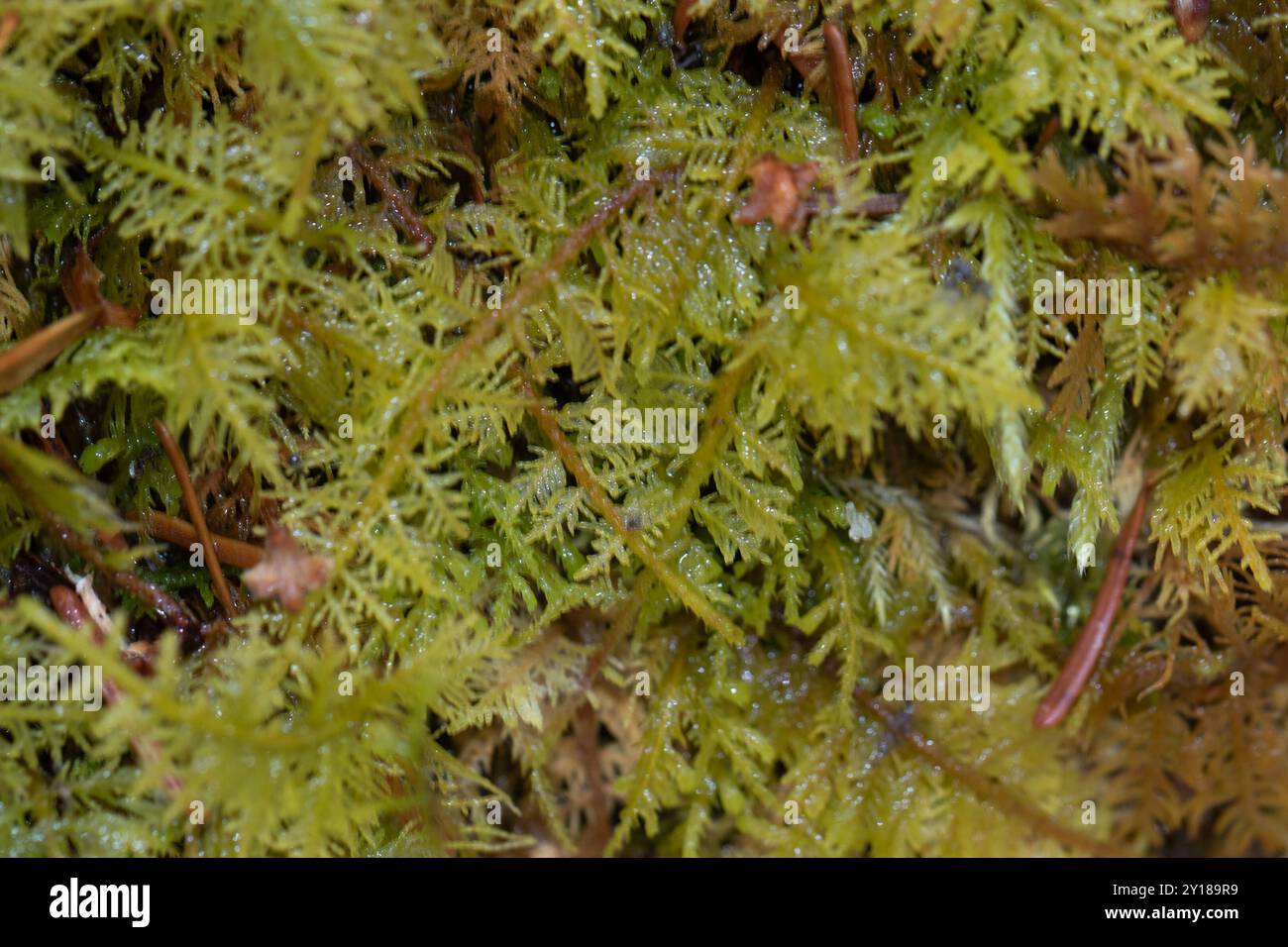 delicate fern moss (Thuidium delicatulum) Plantae Stock Photo - Alamy