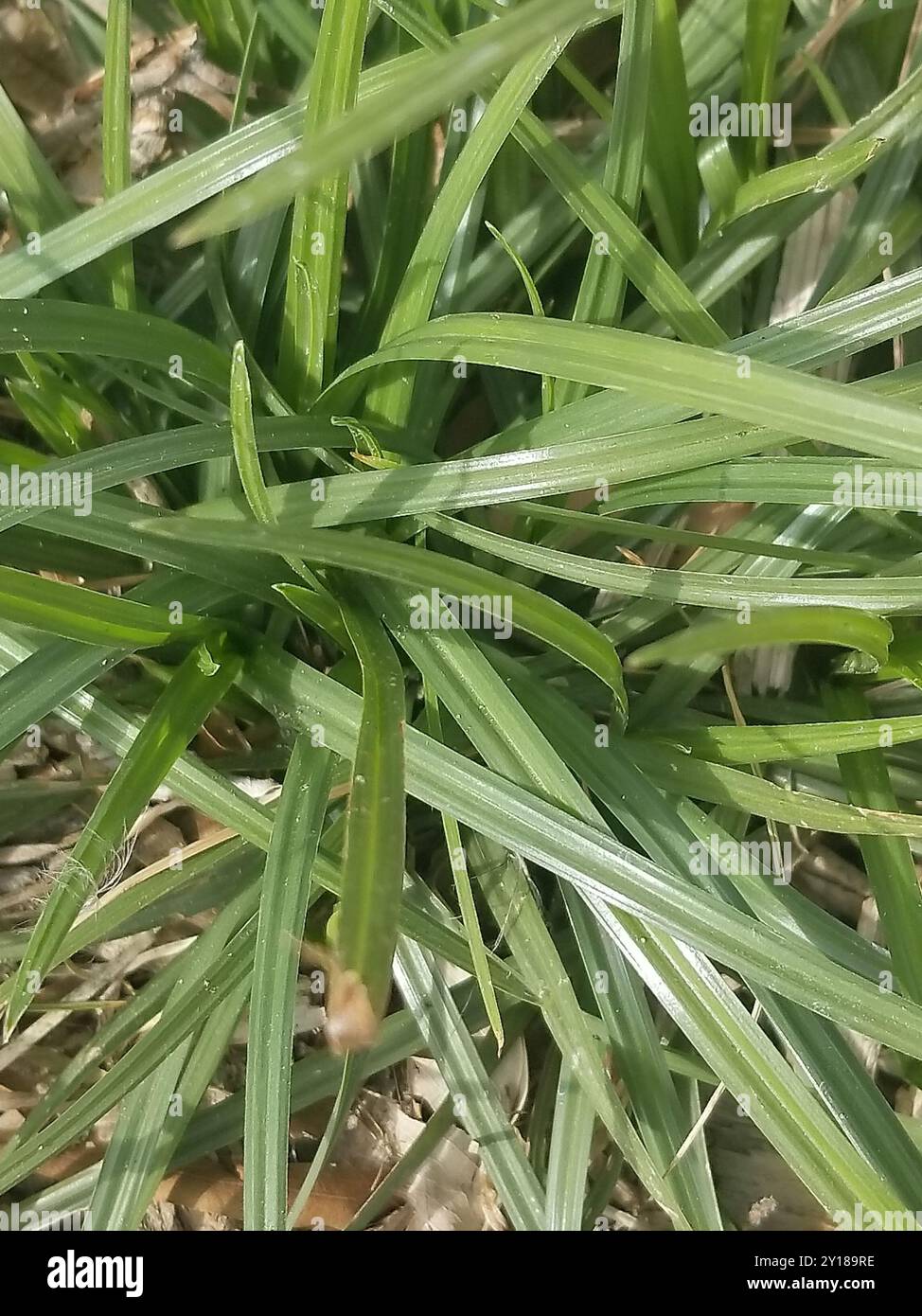 Purple nutsedge (Cyperus rotundus) Plantae Stock Photo - Alamy