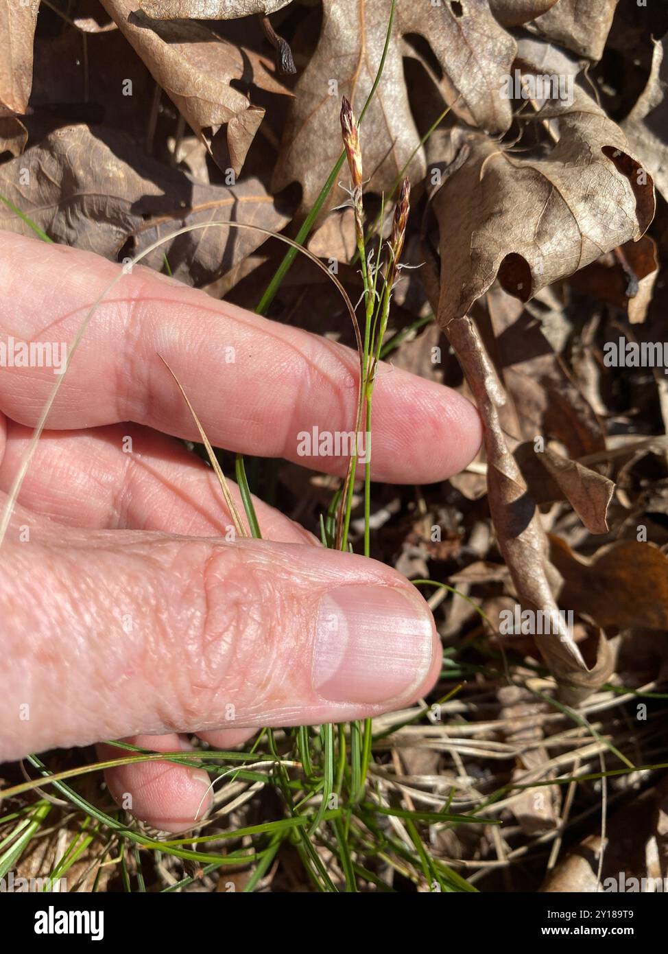 white-tinged sedge (Carex albicans) Plantae Stock Photo - Alamy