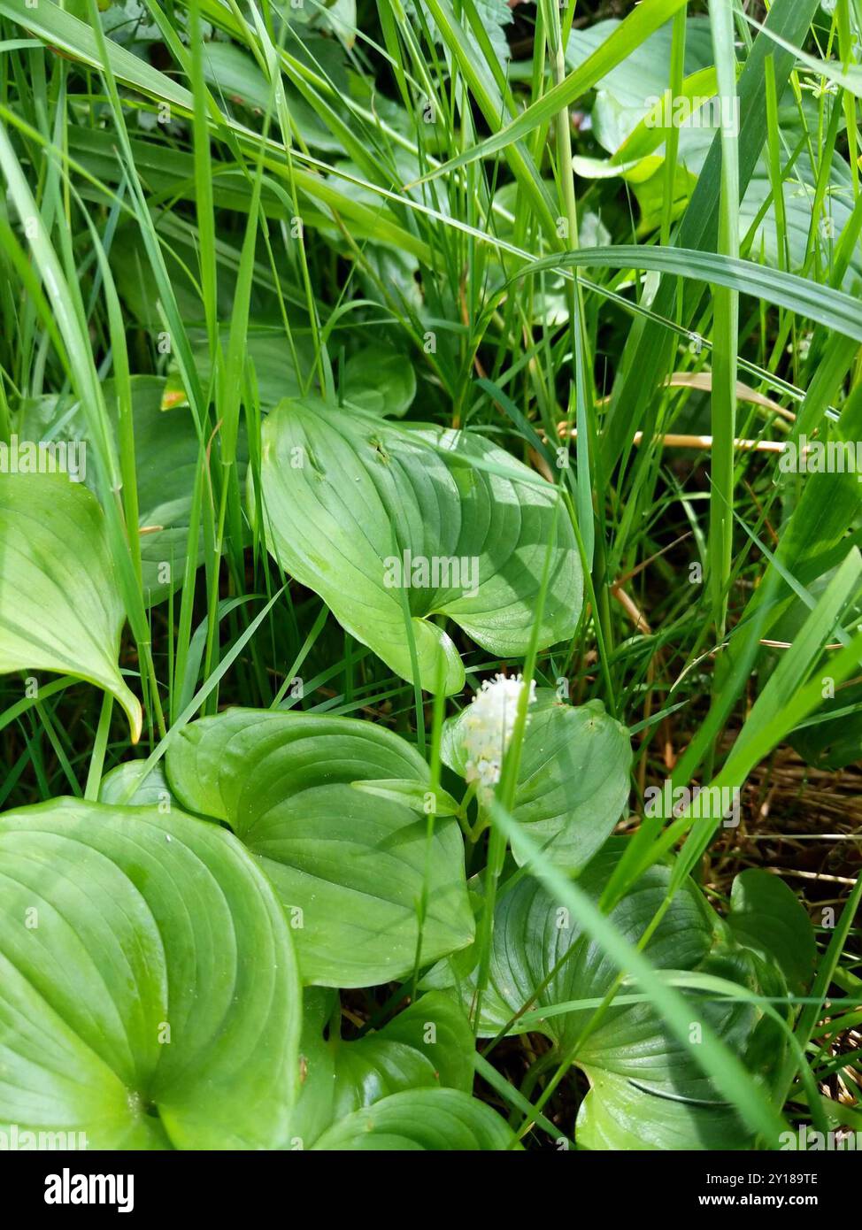 Western Lily of the Valley (Maianthemum dilatatum) Plantae Stock Photo ...