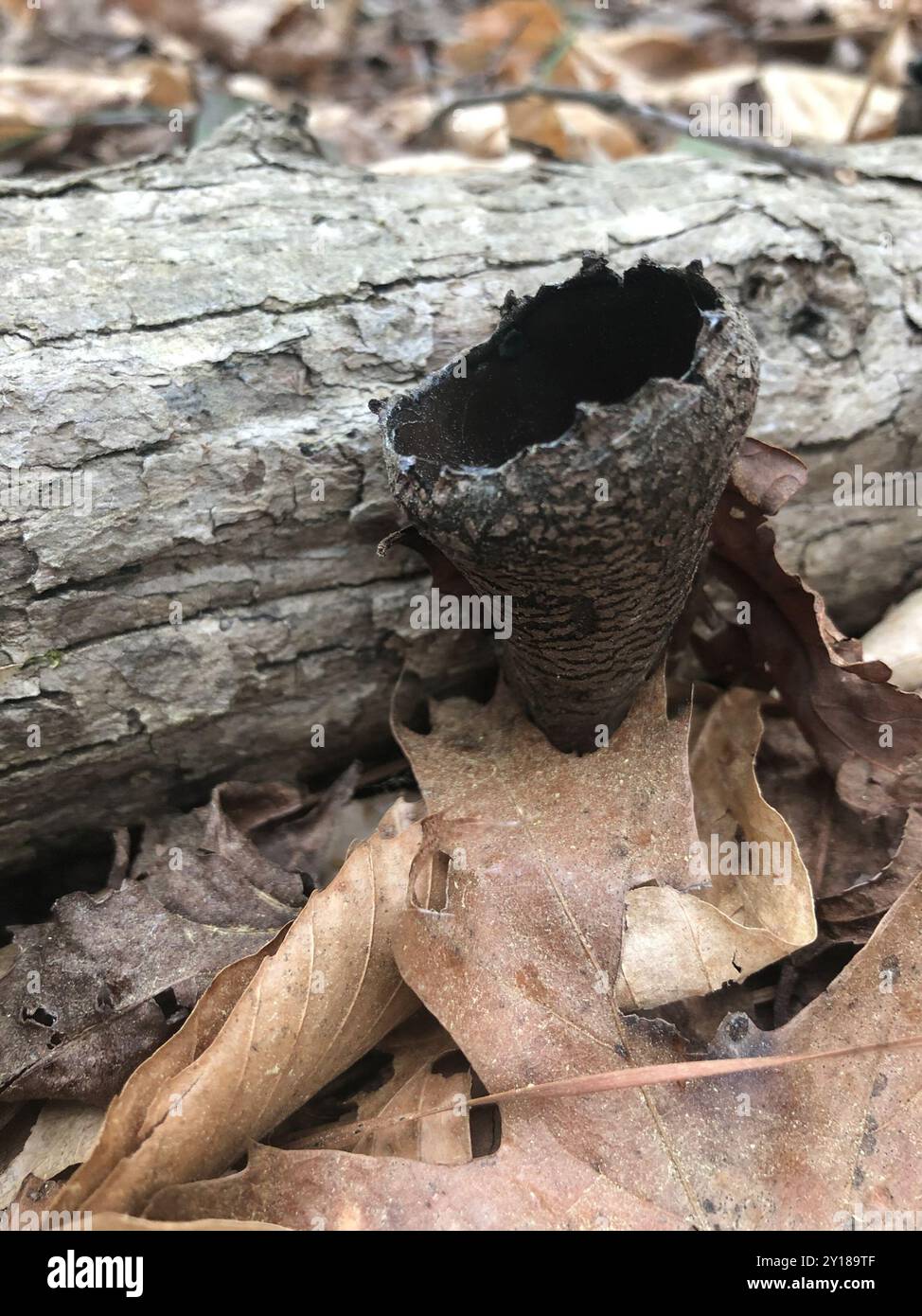 devil's urn (Urnula craterium) Fungi Stock Photo - Alamy