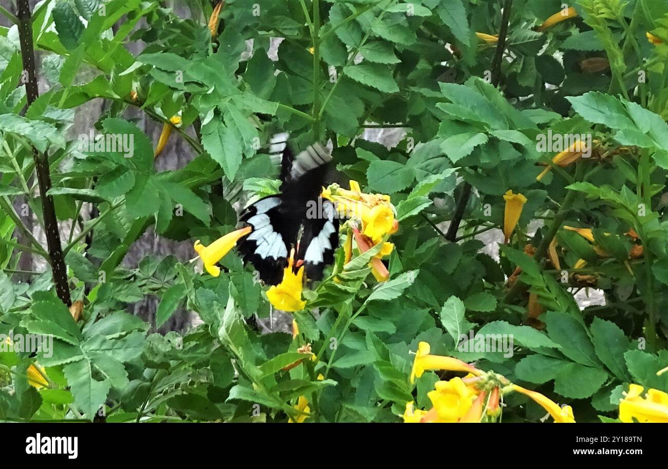 Orchard Swallowtail (Papilio aegeus) Insecta Stock Photo - Alamy
