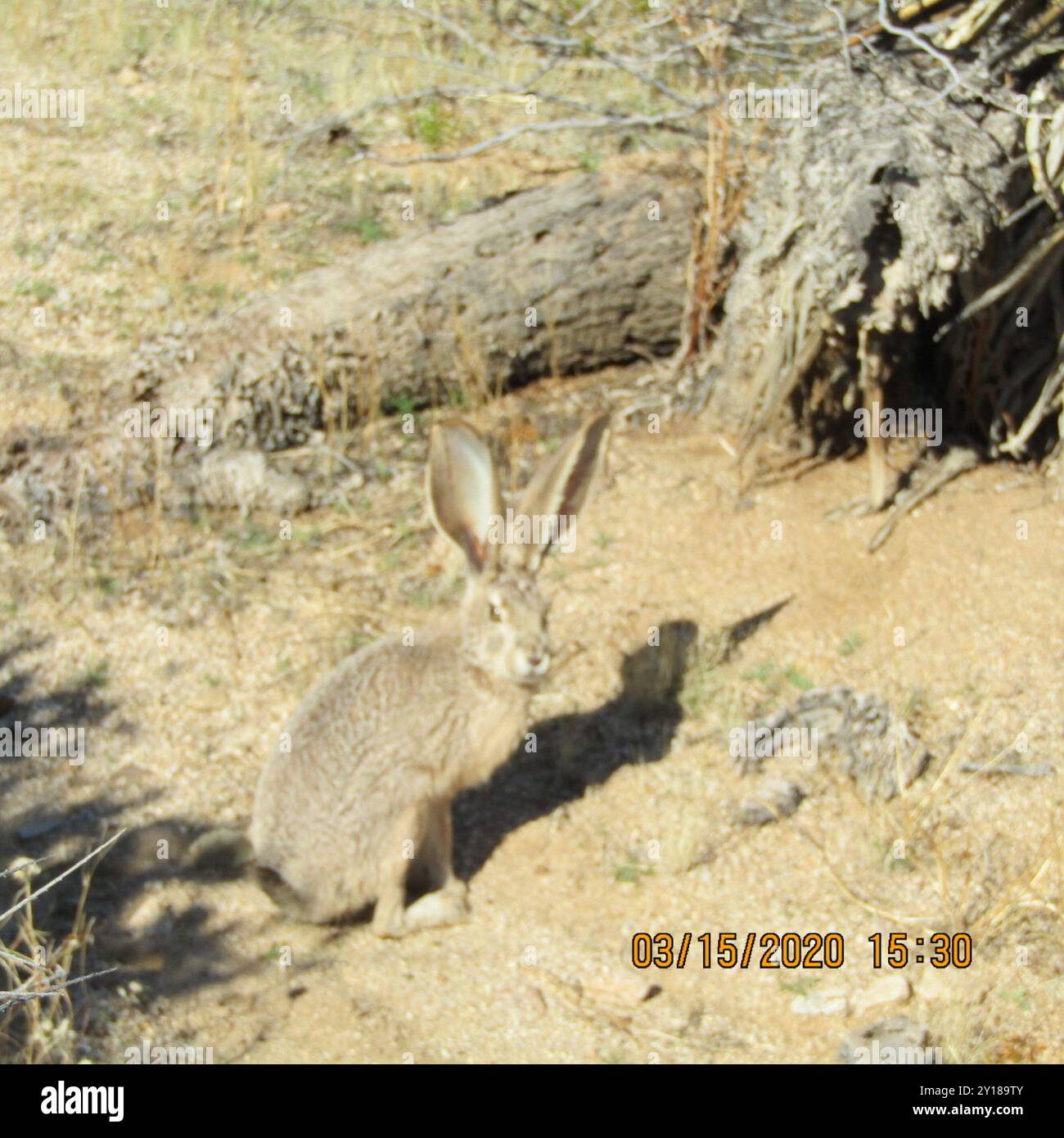 Black-tailed Jackrabbit (Lepus californicus) Mammalia Stock Photo - Alamy