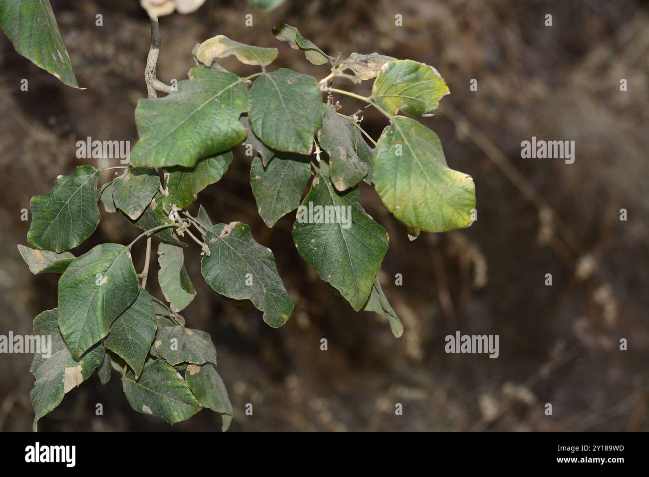 Ujjain Desmodium Tree (Ougeinia oojeinensis) Plantae Stock Photo - Alamy