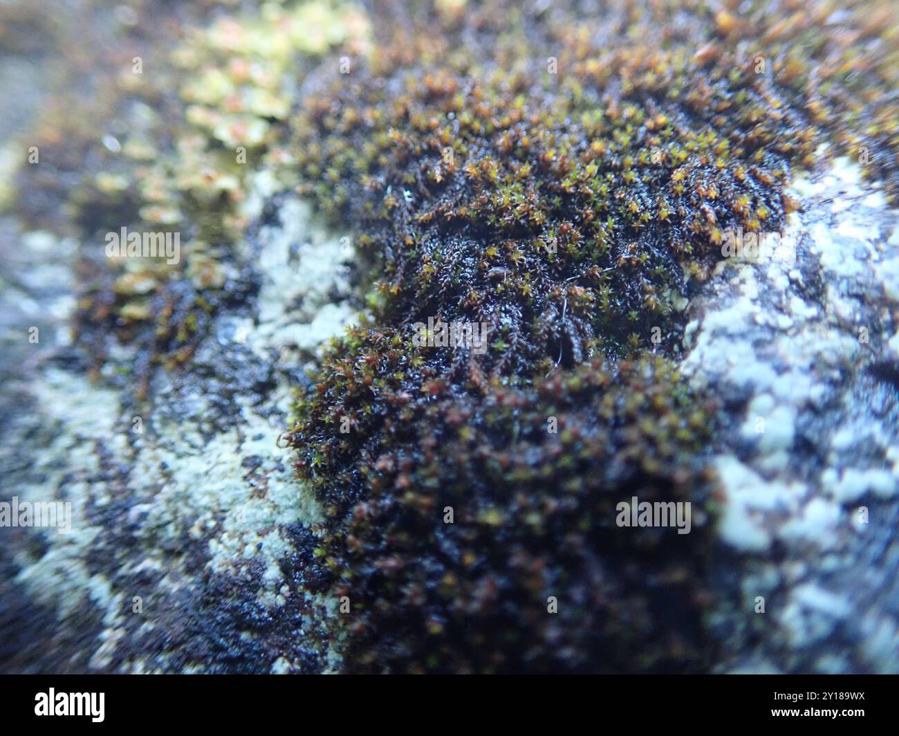 Black Rock Moss (Andreaea rupestris) Plantae Stock Photo - Alamy