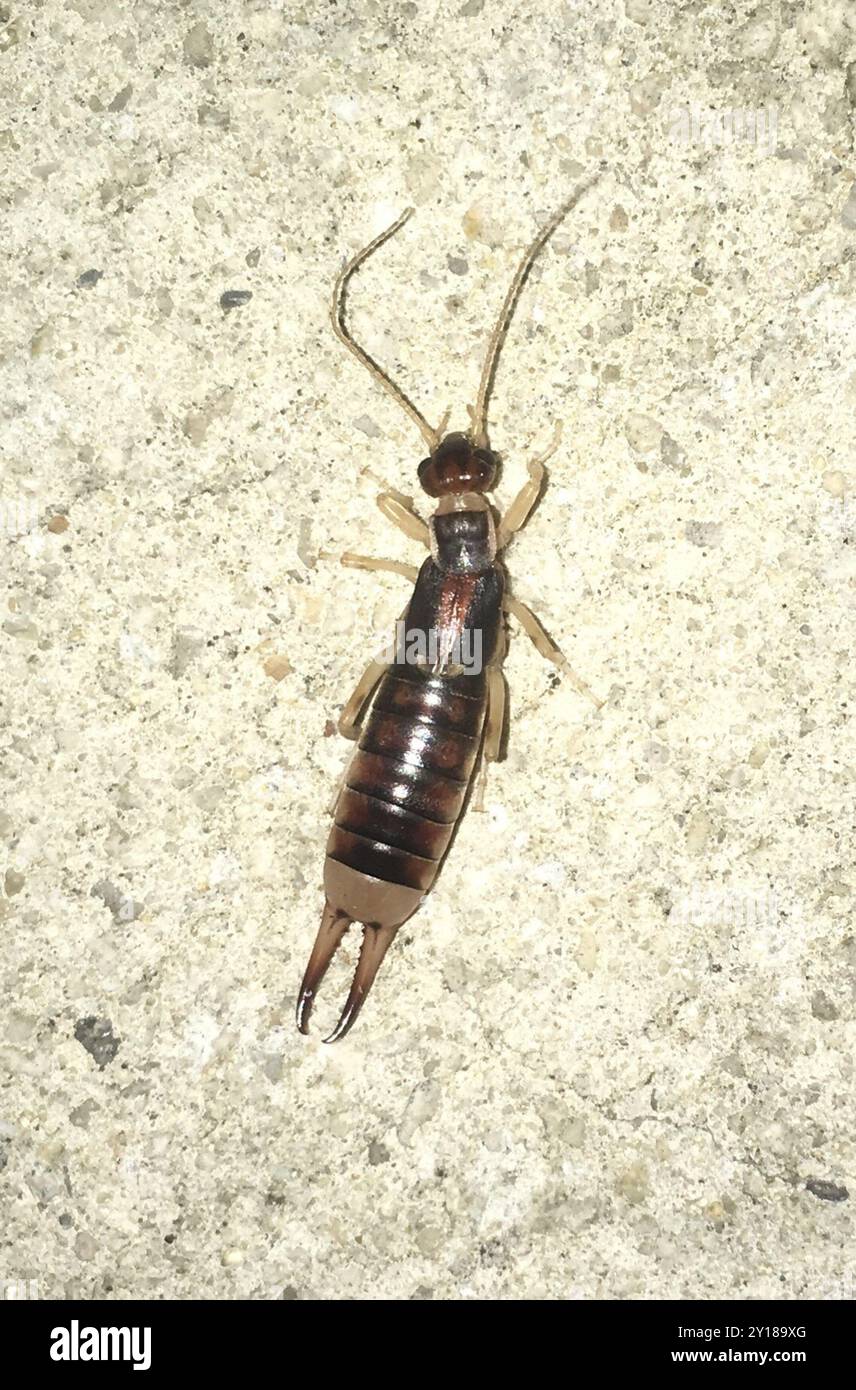 Shore Earwig (Labidura riparia) Insecta Stock Photo - Alamy