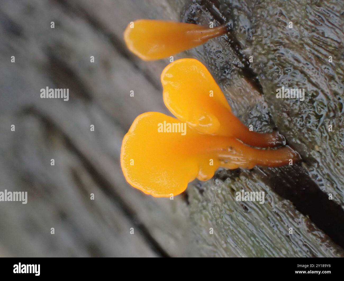 Fan-shaped Jelly Fungus (Dacrymyces spathularia) Fungi Stock Photo - Alamy