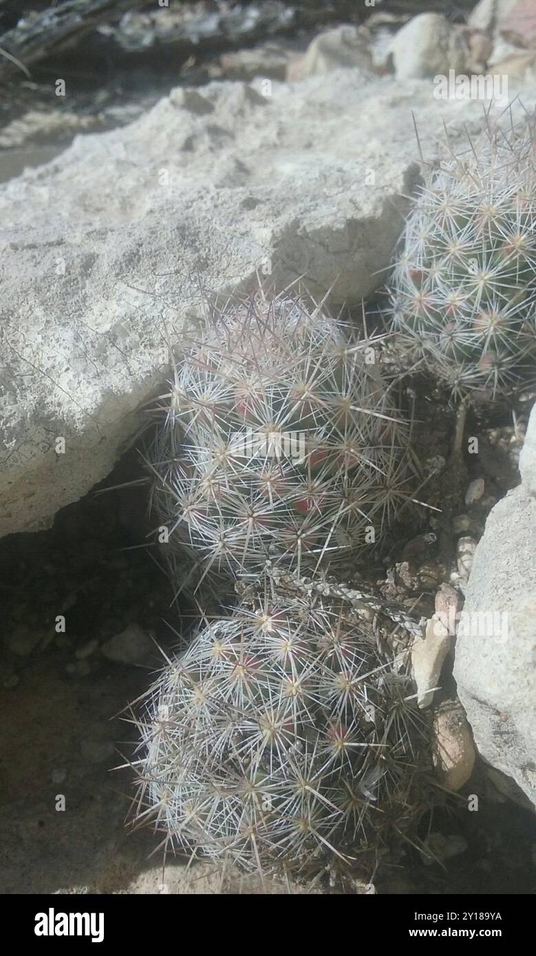 Whitecolumn Foxtail Cactus (Escobaria tuberculosa) Plantae Stock Photo ...