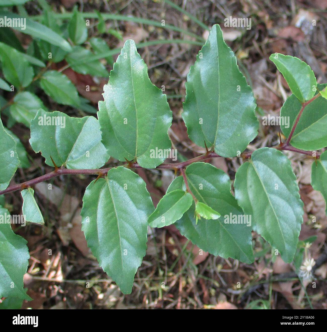 buffalo-thorn (Ziziphus mucronata) Plantae Stock Photo - Alamy