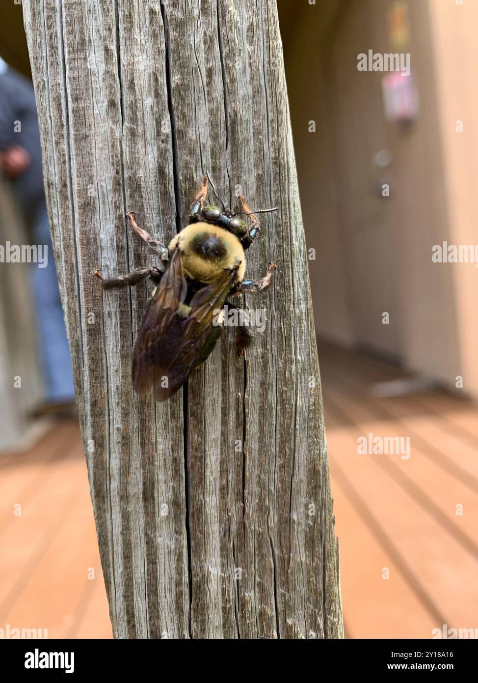 Eastern Carpenter Bee (Xylocopa virginica) Insecta Stock Photo - Alamy