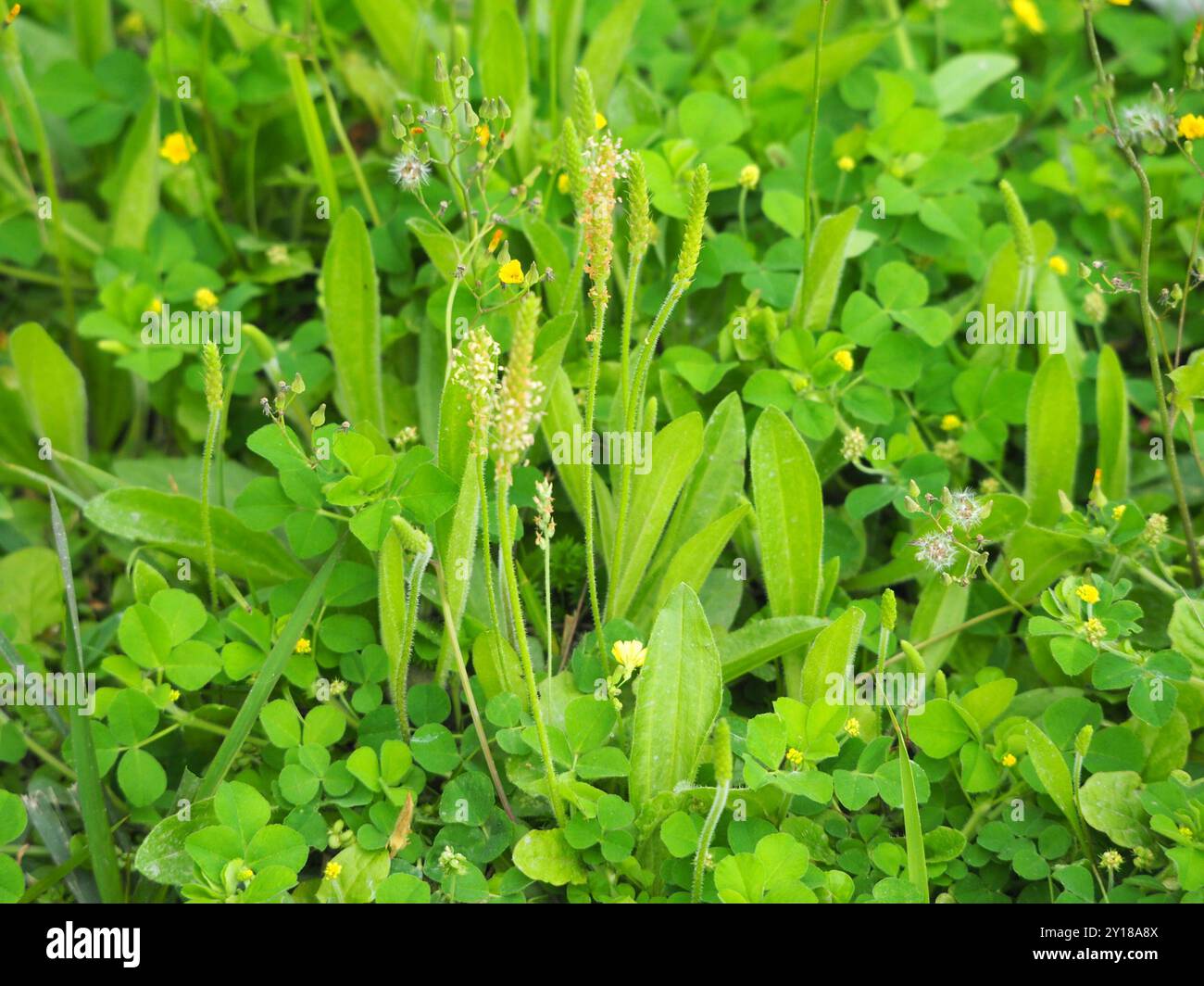 dwarf plantain (Plantago virginica) Plantae Stock Photo - Alamy