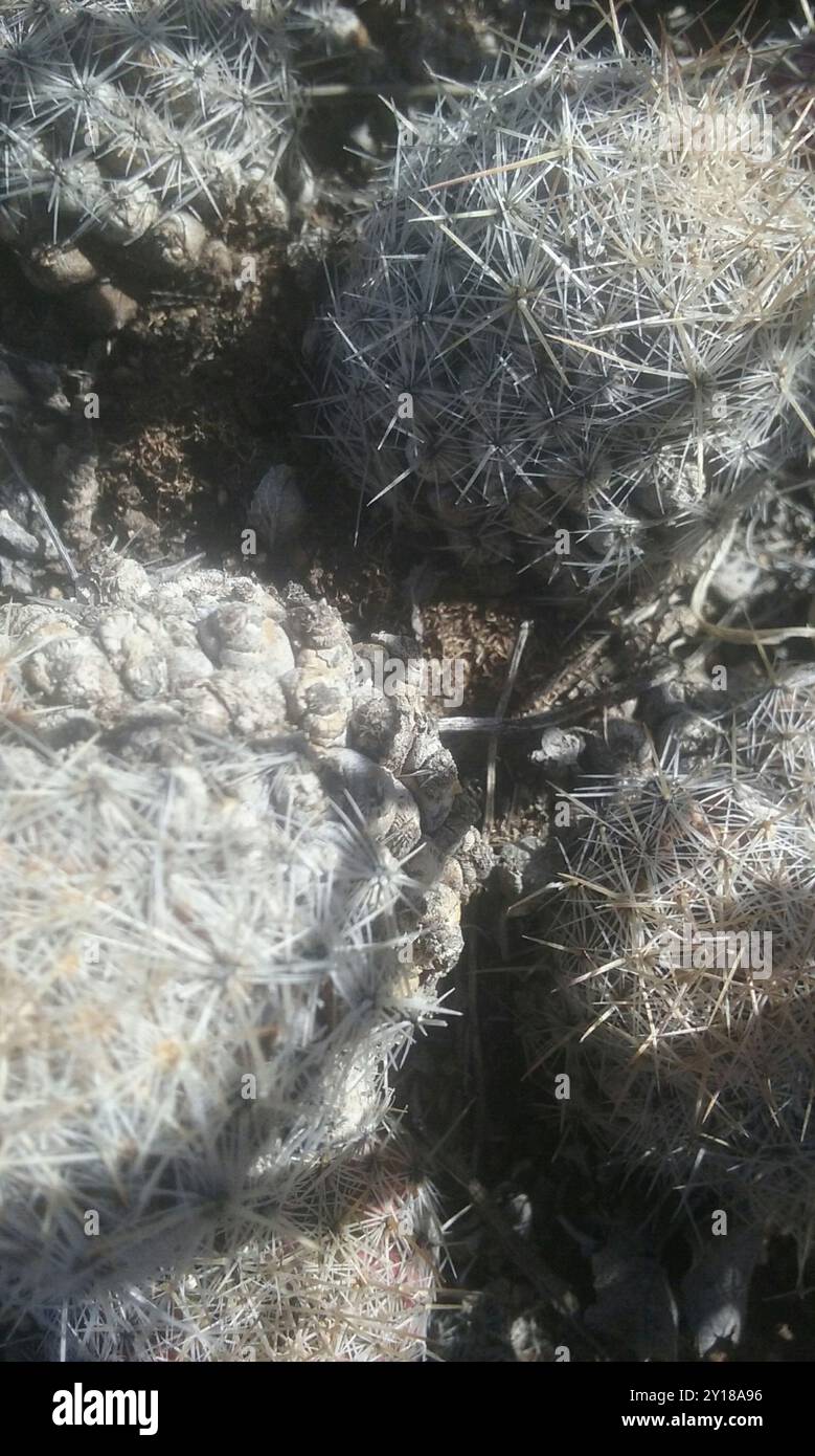 Whitecolumn Foxtail Cactus (Escobaria tuberculosa) Plantae Stock Photo ...