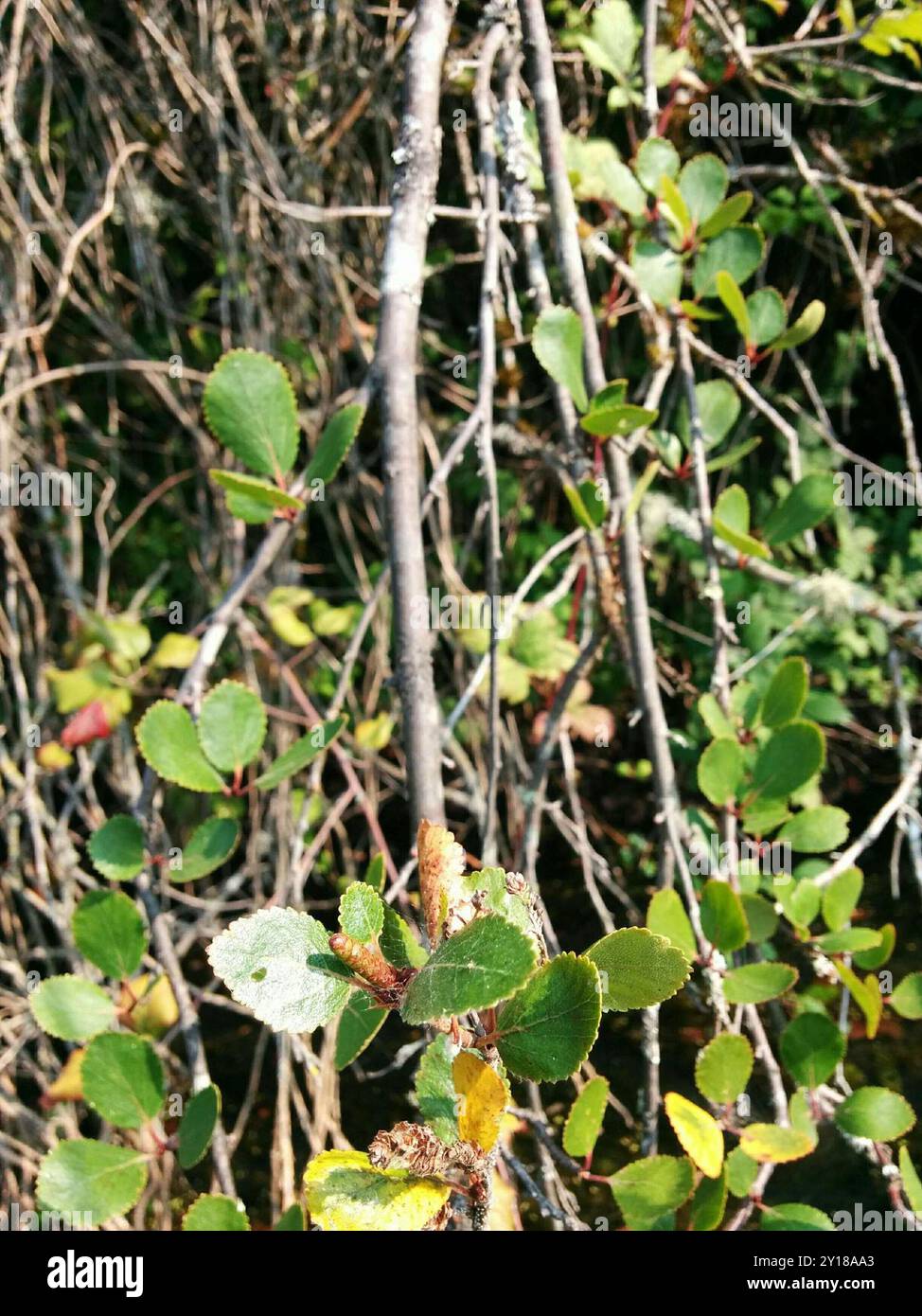 swamp birch (Betula pumila) Plantae Stock Photo - Alamy