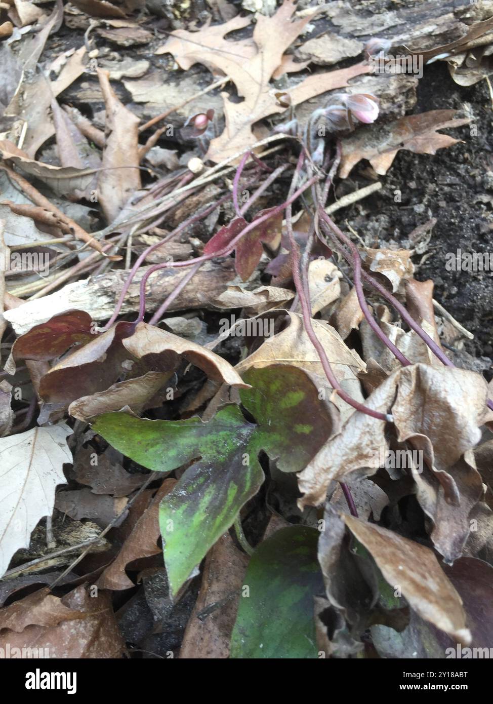 sharp-lobed hepatica (Hepatica acutiloba) Plantae Stock Photo - Alamy