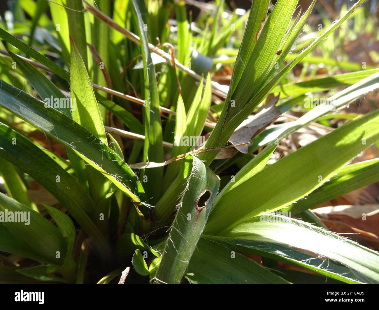 Great Woodrush (Luzula sylvatica) Plantae Stock Photo - Alamy