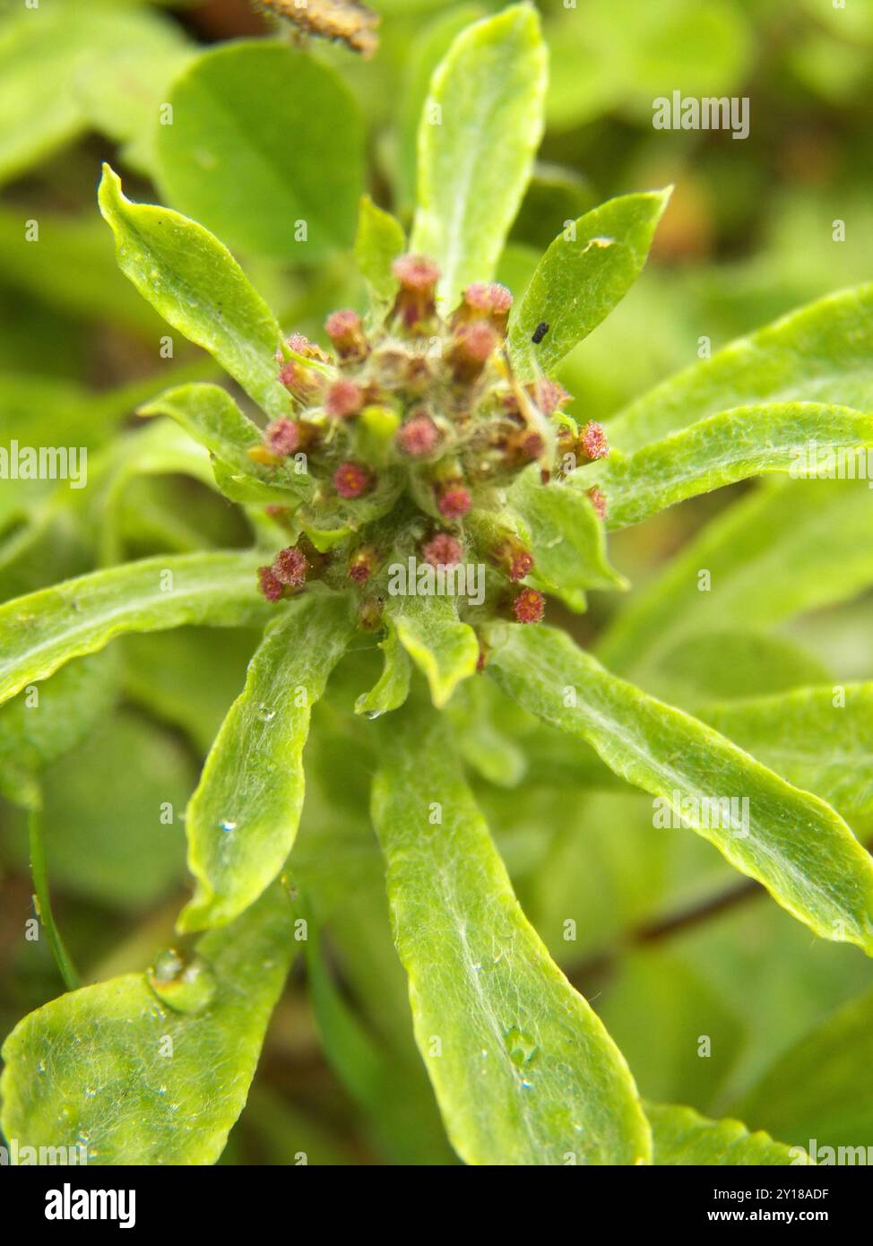 Pennsylvania Cudweed (Gamochaeta pensylvanica) Plantae Stock Photo - Alamy