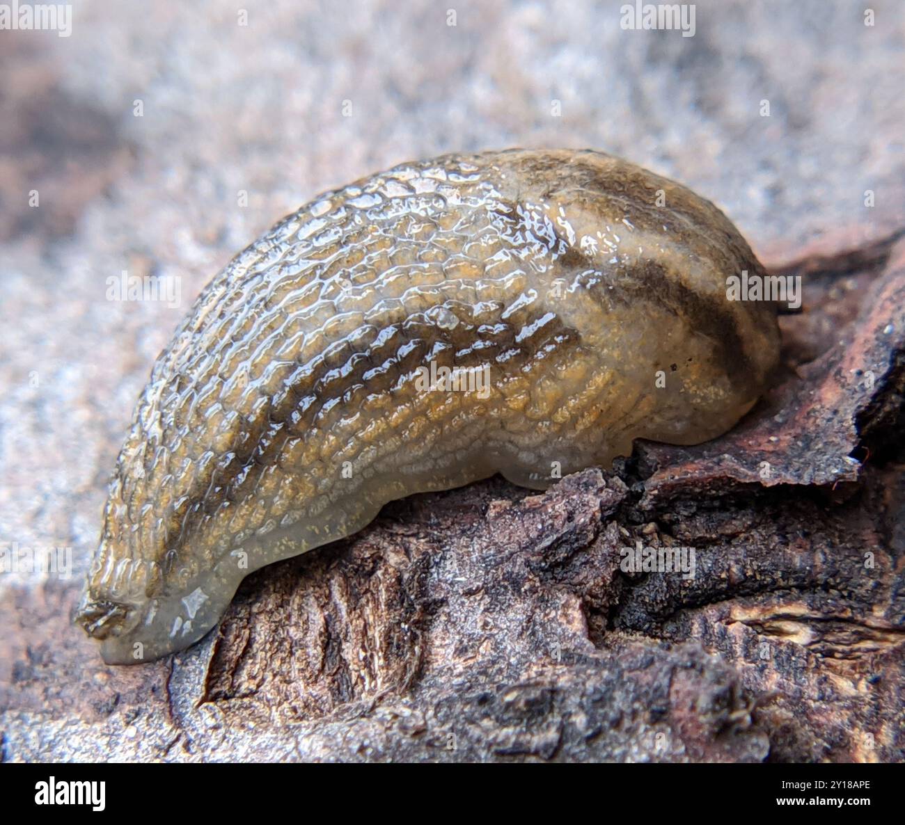 fasciatus-group Arion Slugs (Carinarion) Mollusca Stock Photo - Alamy