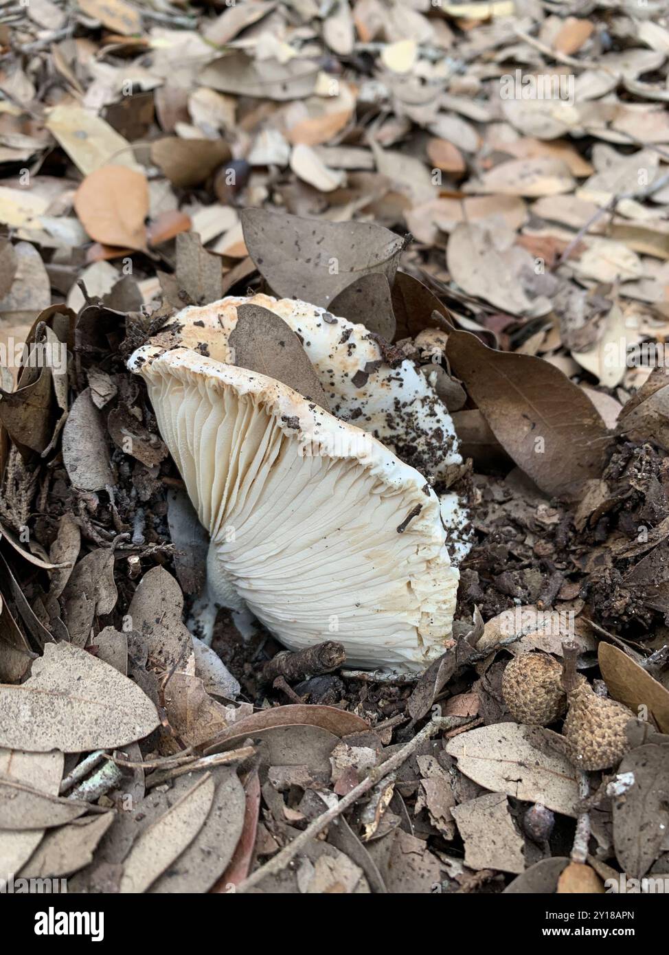 Short-stemmed Russula (Russula brevipes) Fungi Stock Photo - Alamy