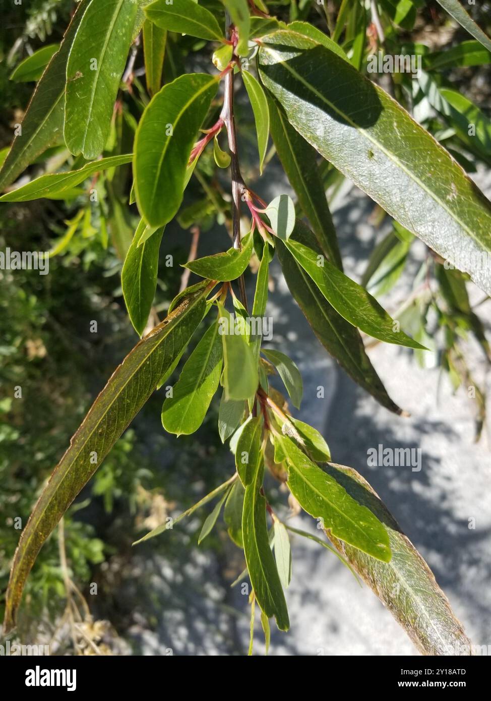 red willow (Salix laevigata) Plantae Stock Photo - Alamy