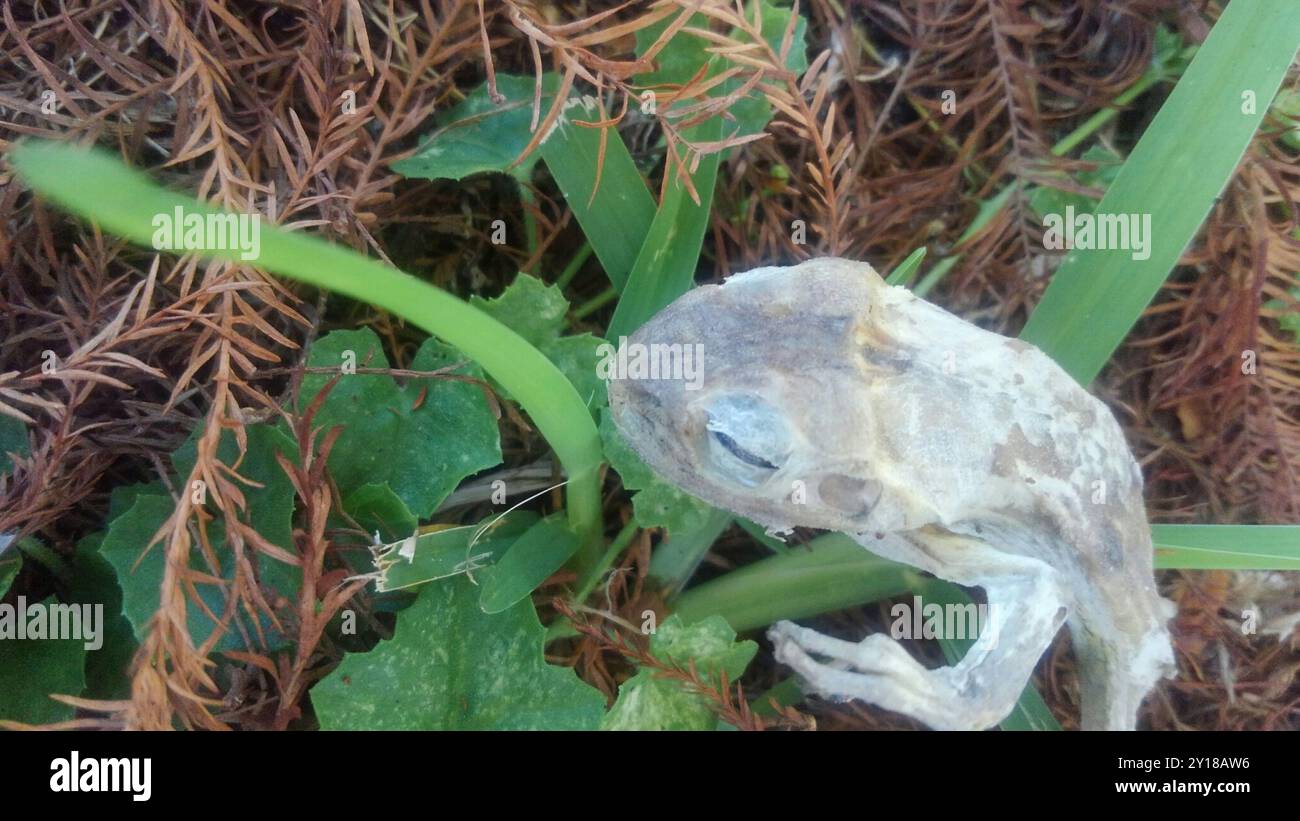 Cuban Tree Frog (Osteopilus septentrionalis) Amphibia Stock Photo - Alamy