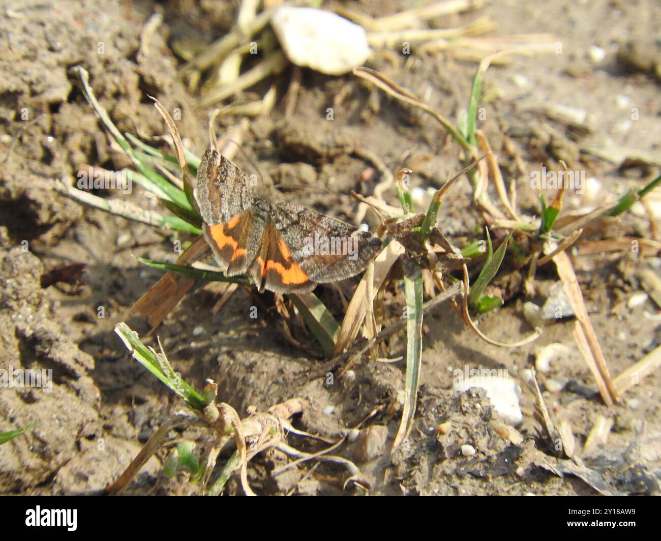 Light Orange Underwing (Boudinotiana notha) Insecta Stock Photo - Alamy