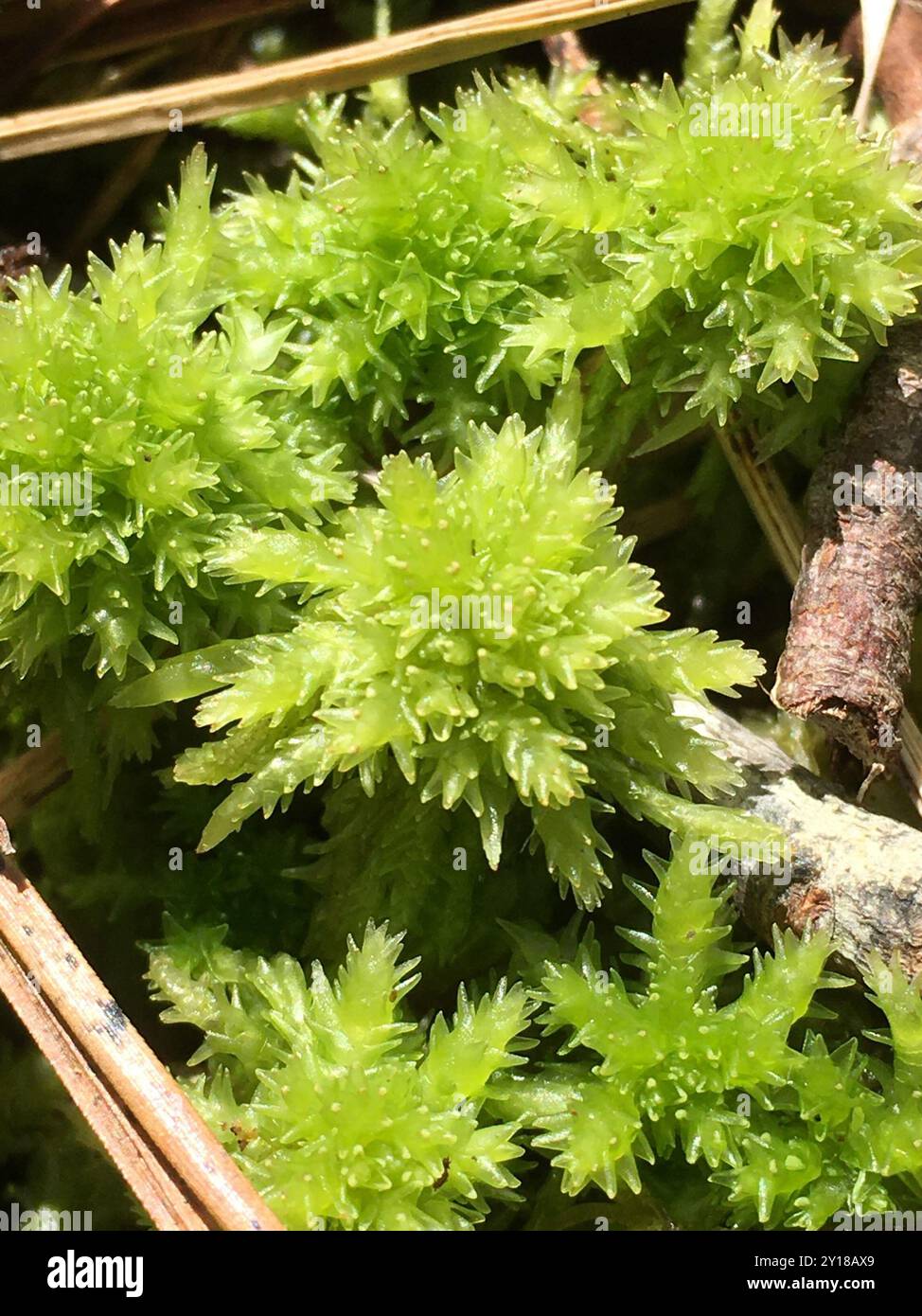 Prairie Peatmoss (Sphagnum palustre) Plantae Stock Photo - Alamy