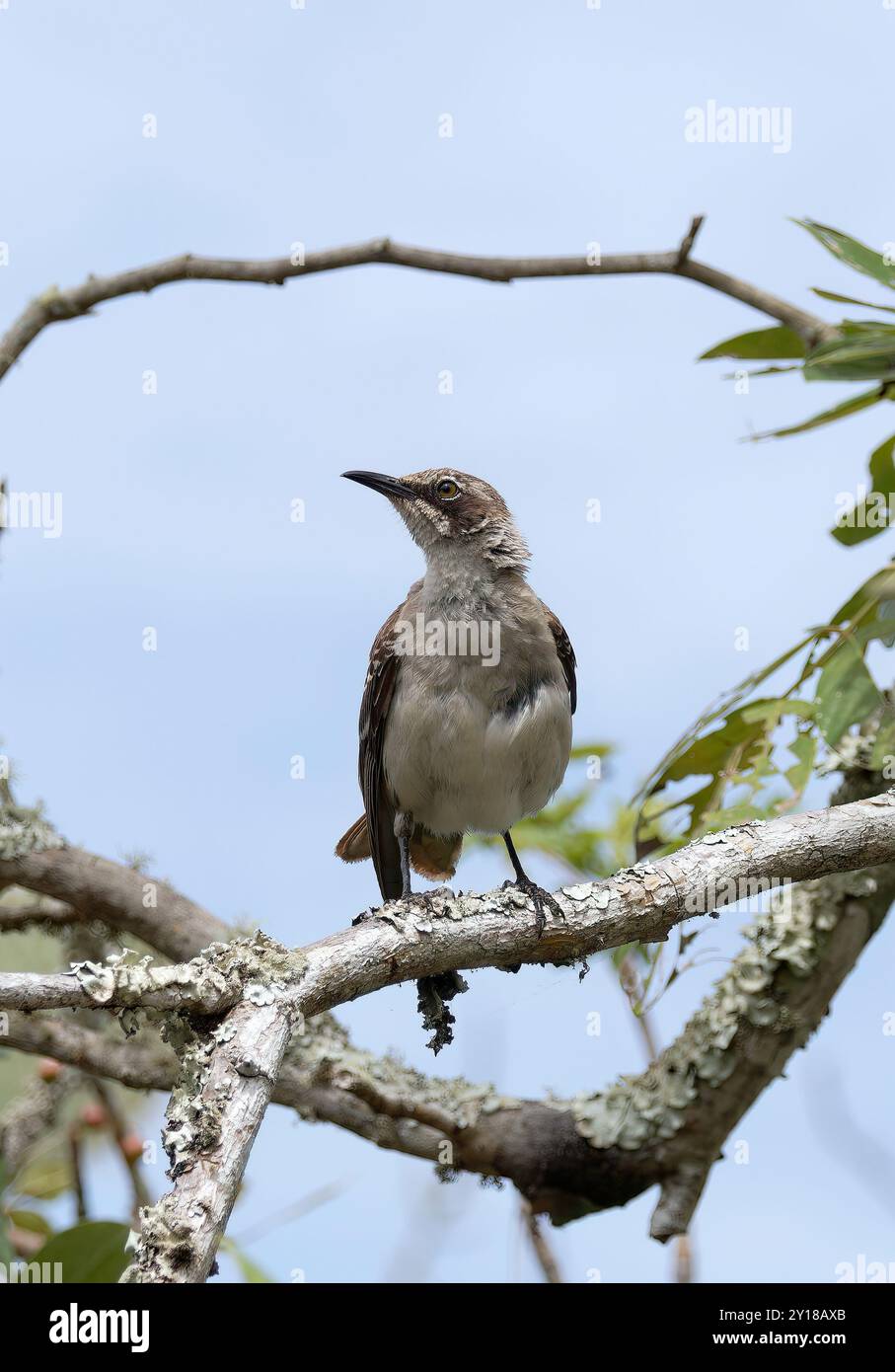 Galápagos mockingbird, Galápagosspottdrossel, Moqueur des Galápagos ...