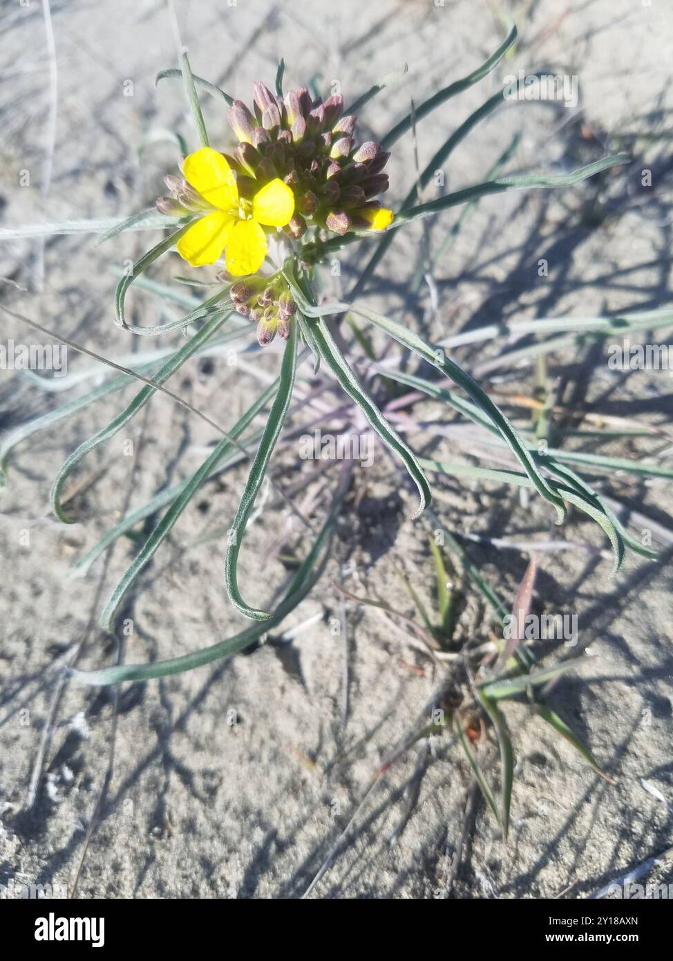 Prairie-rocket Wallflower (Erysimum asperum) Plantae Stock Photo - Alamy