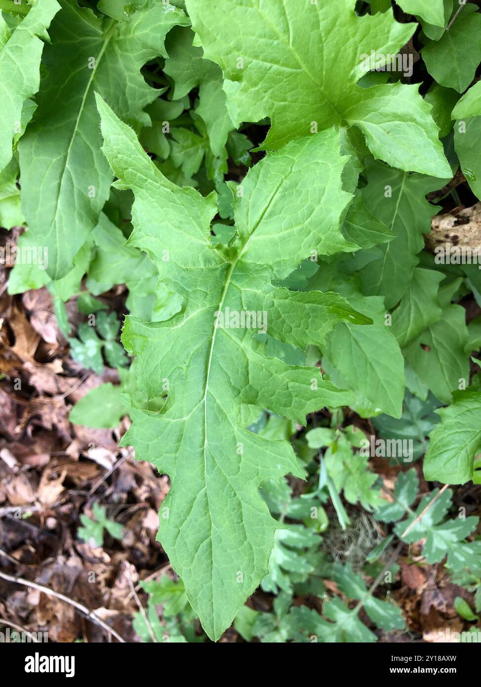 white rattlesnake root (Nabalus albus) Plantae Stock Photo - Alamy