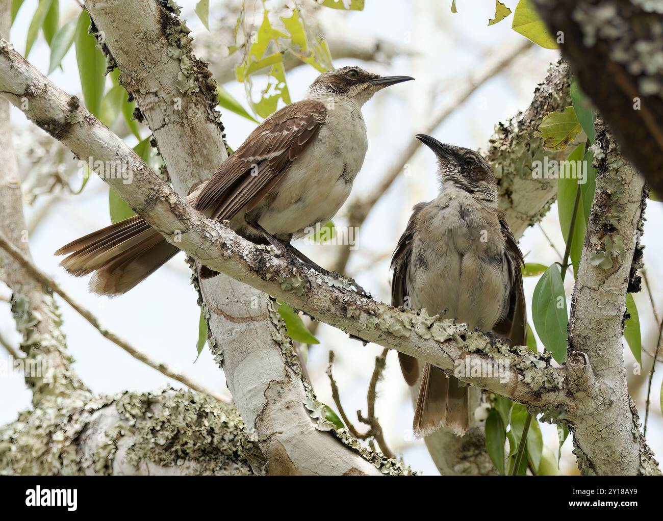 Galápagos mockingbird, Galápagosspottdrossel, Moqueur des Galápagos ...