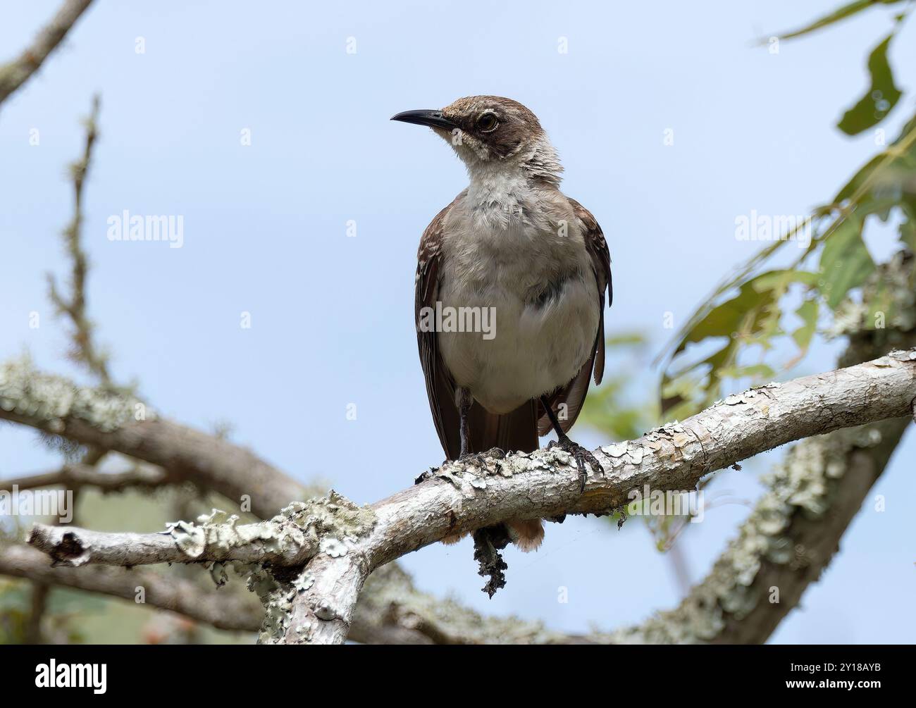 Galápagos mockingbird, Galápagosspottdrossel, Moqueur des Galápagos ...