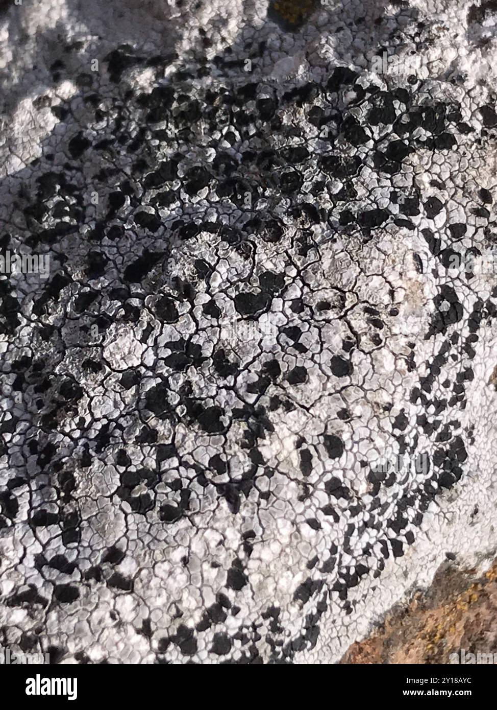 Crustulata hi-res stock photography and images - Alamy