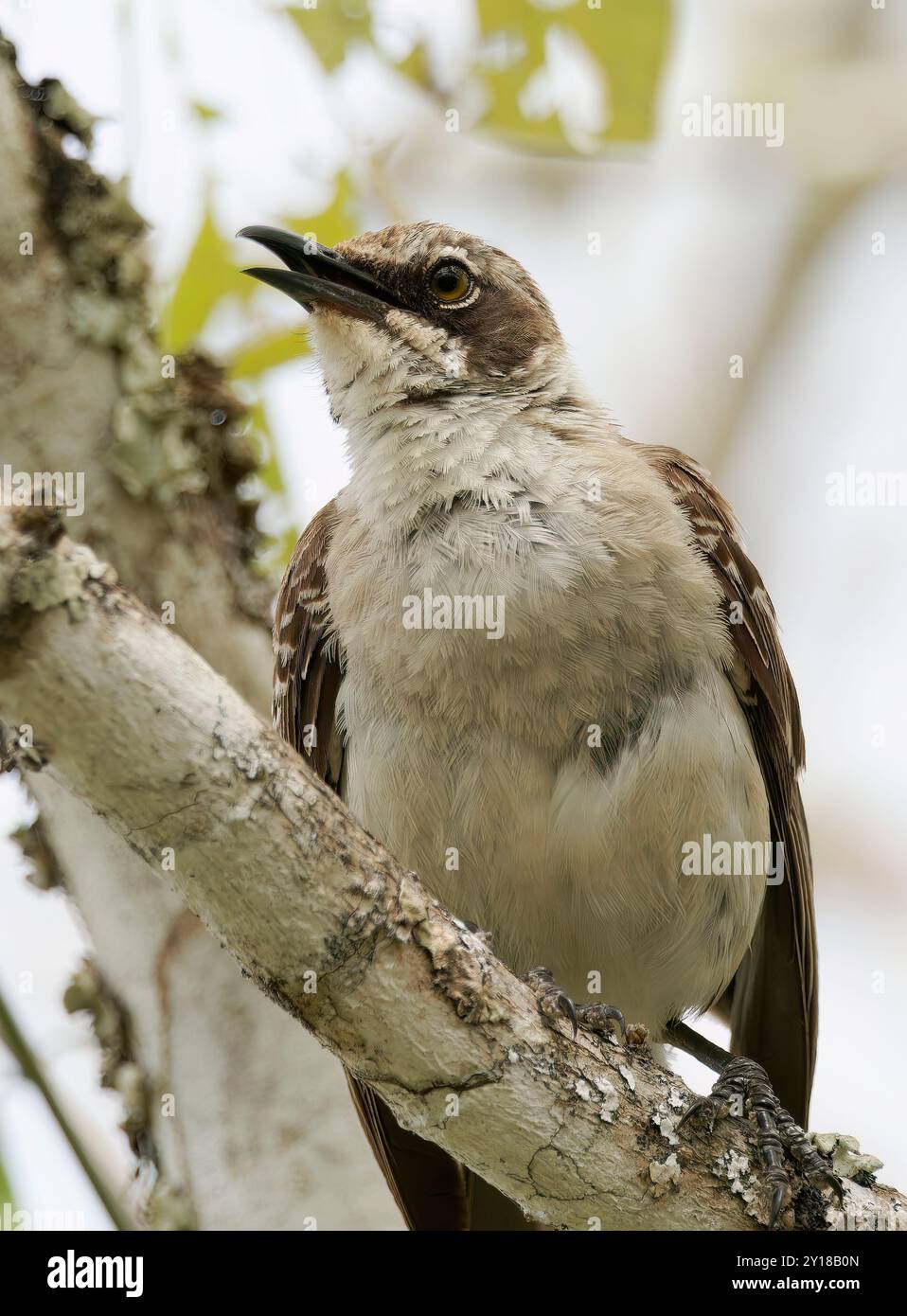 Galápagos mockingbird, Galápagosspottdrossel, Moqueur des Galápagos ...