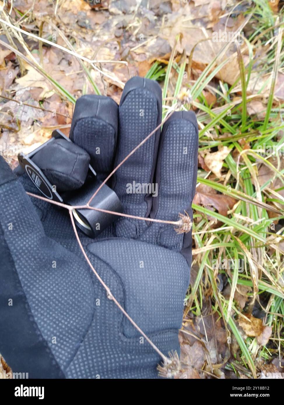 white avens (Geum canadense) Plantae Stock Photo - Alamy