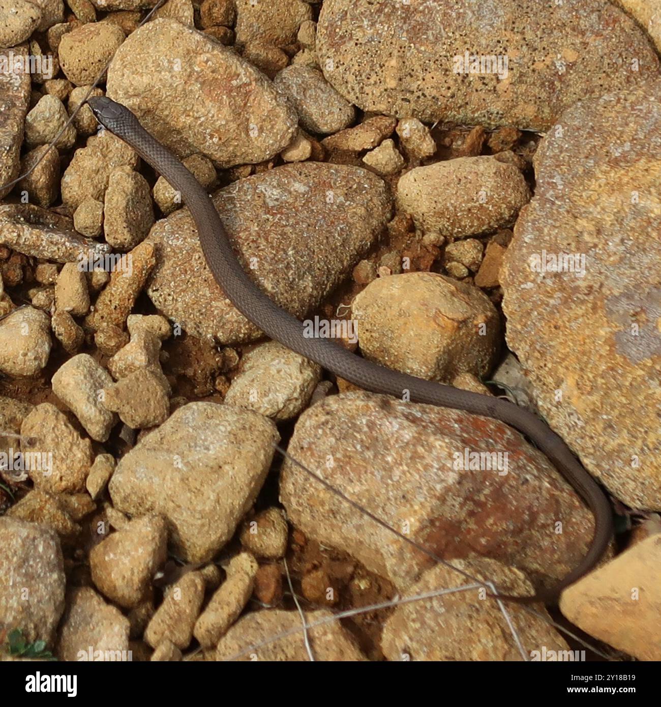 White-lipped Snake (Drysdalia coronoides) Reptilia Stock Photo - Alamy