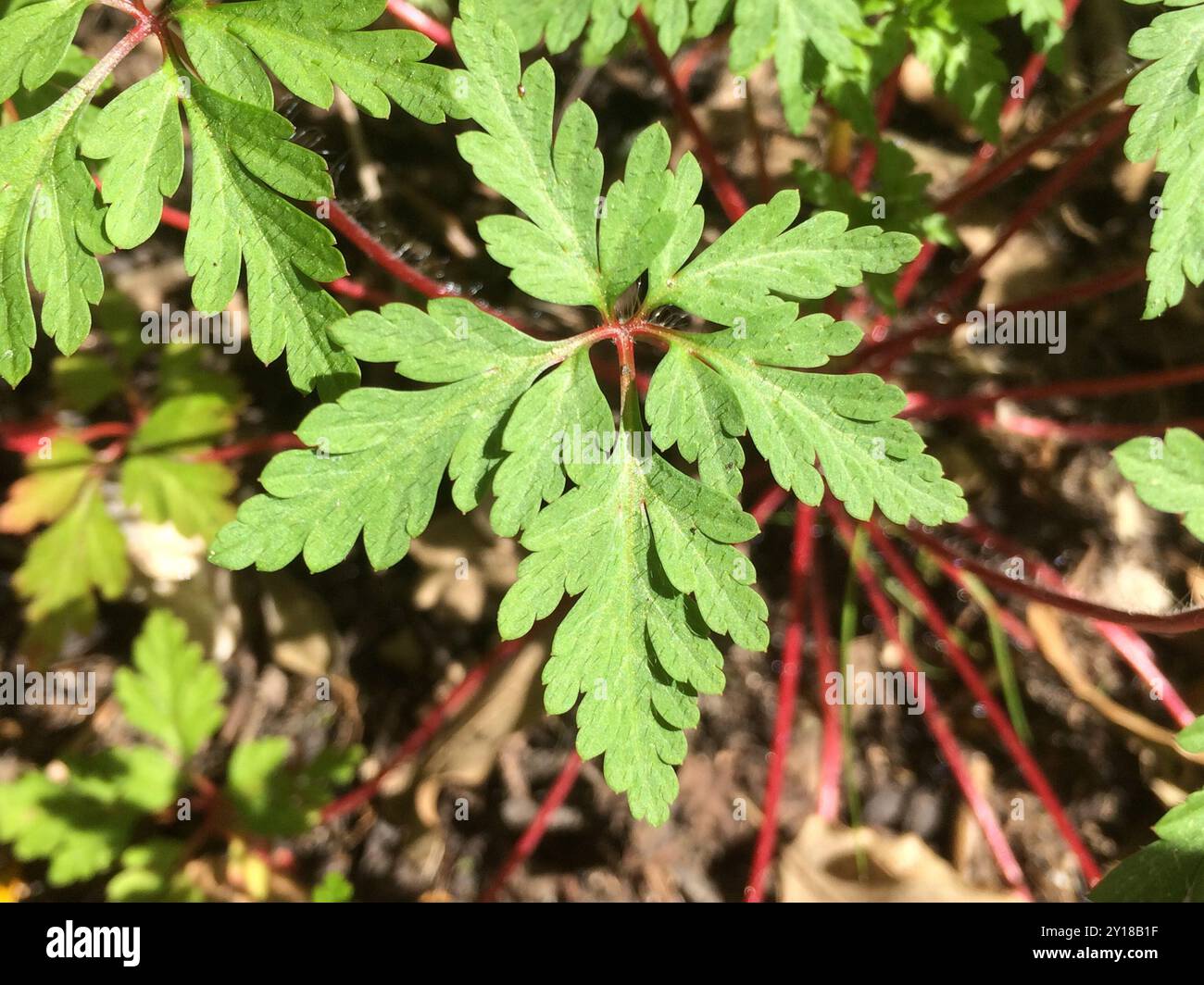 Little-Robin (Geranium purpureum) Plantae Stock Photo - Alamy