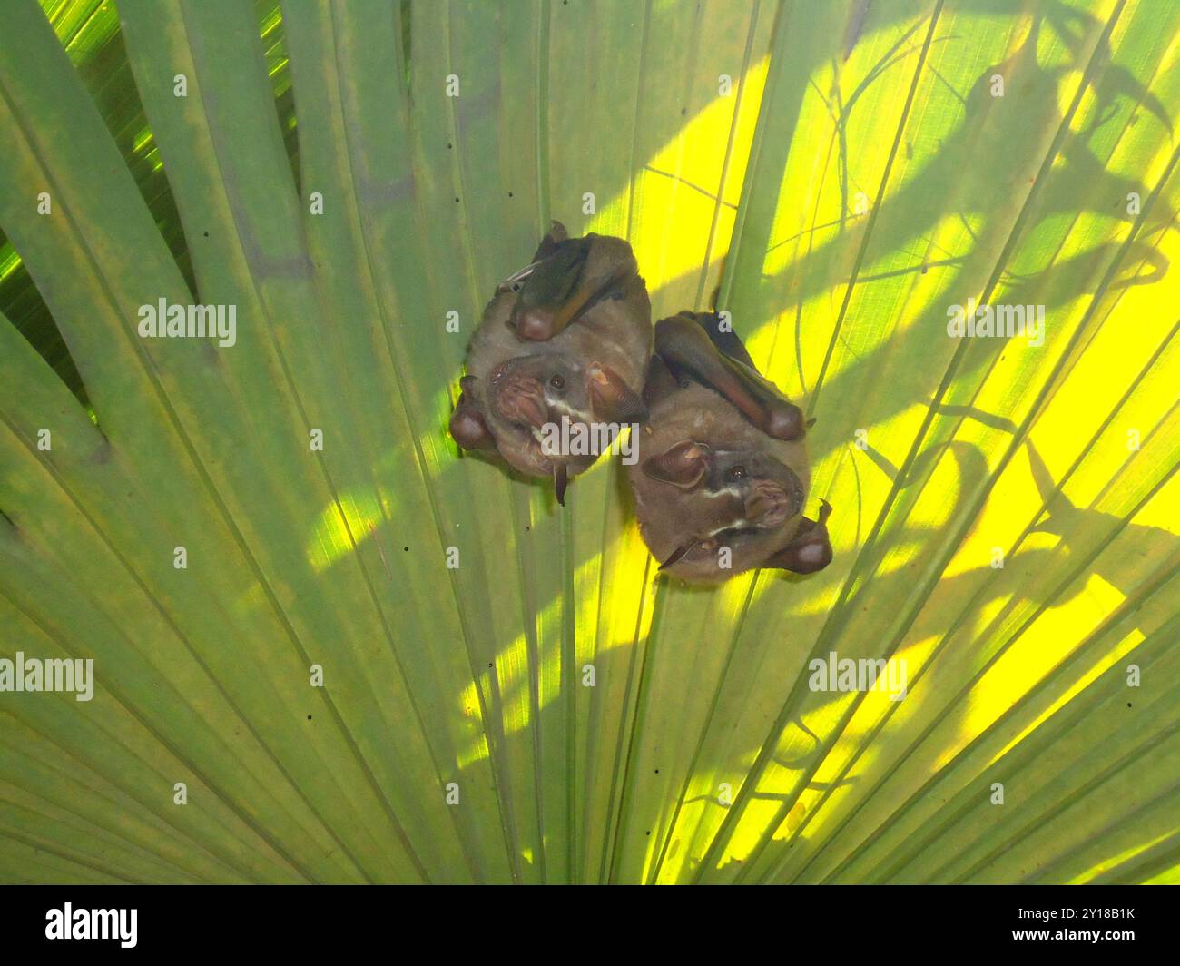 Artibeus lituratus hi-res stock photography and images - Alamy