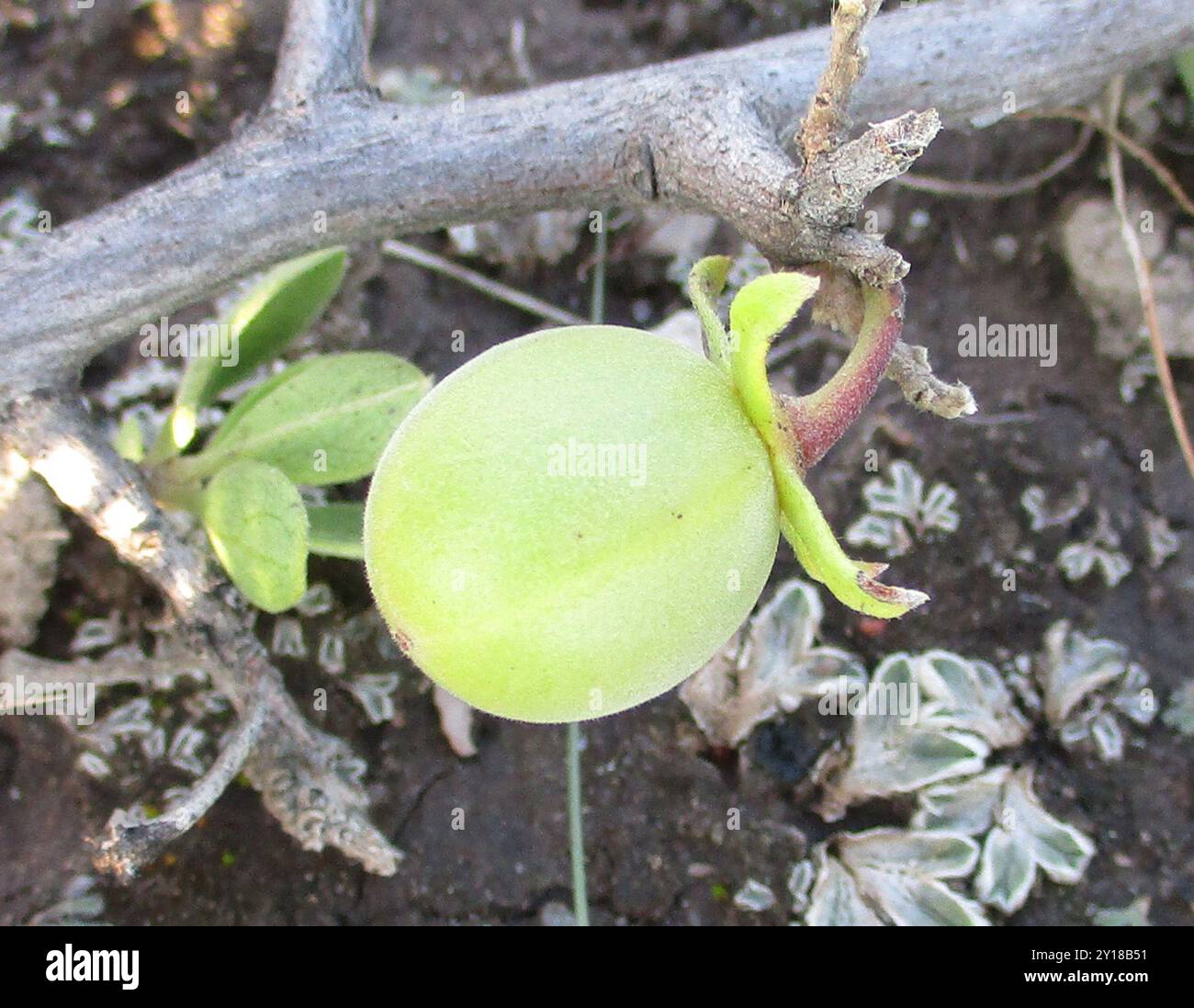 Kalahari Star-Apple (Diospyros lycioides lycioides) Plantae Stock Photo ...