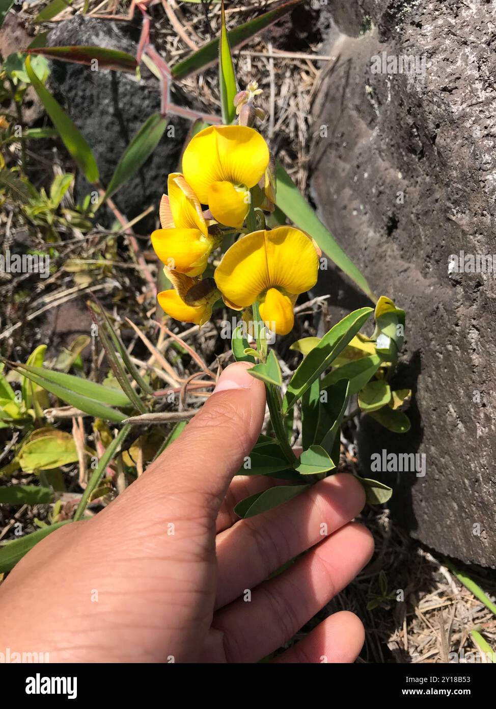 Showy Rattlebox (Crotalaria spectabilis) Plantae Stock Photo - Alamy